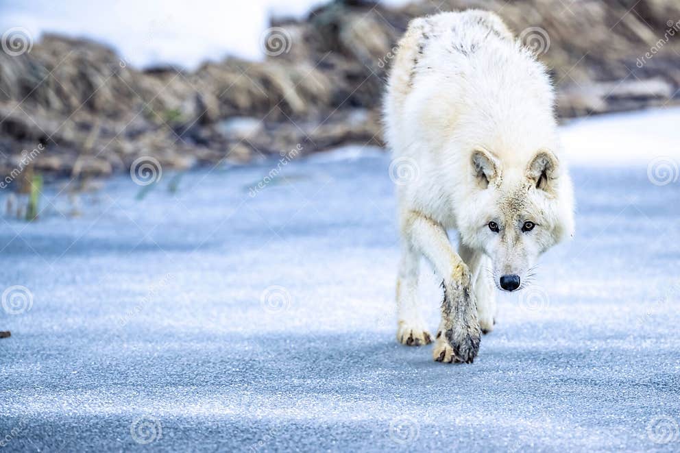 White Wolf Standing in Snow Covered Ground Stock Image - Image of ...