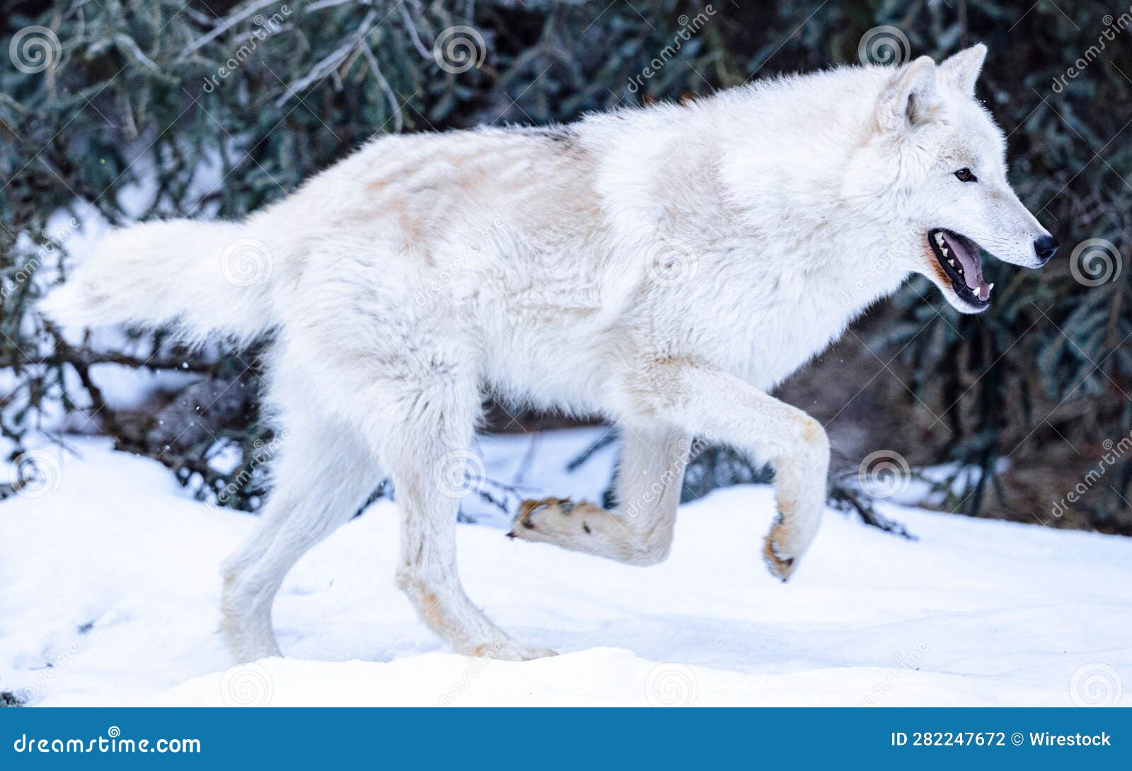 White Wolf Standing in Snow Covered Ground Stock Photo - Image of ...