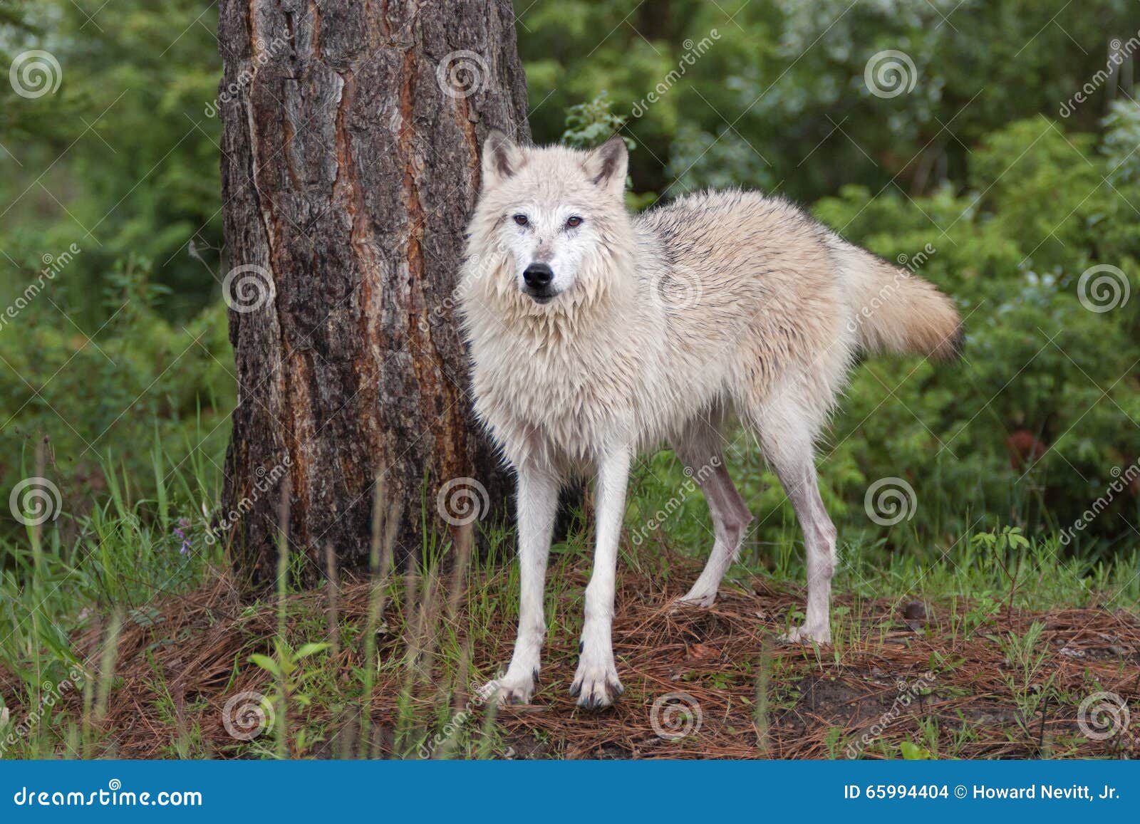 White Wolf Standing by Tree Stock Photo - Image of pose, furry: 65994404