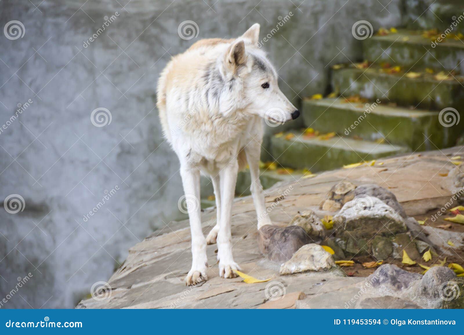 White Wolf Stands on a Rock and Looks into the Distance Stock Photo ...