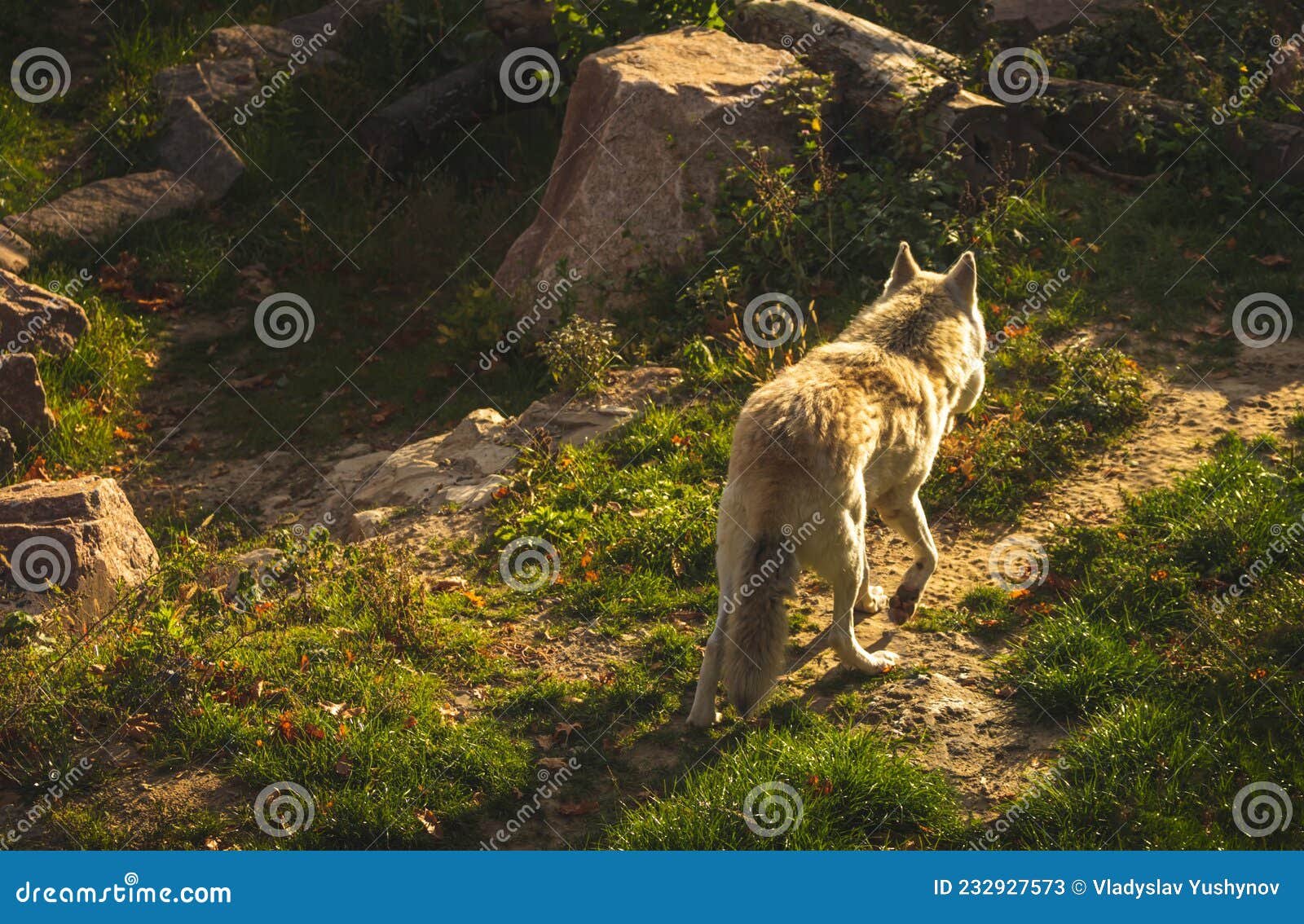 Winter Wolf Forest Wallpaper