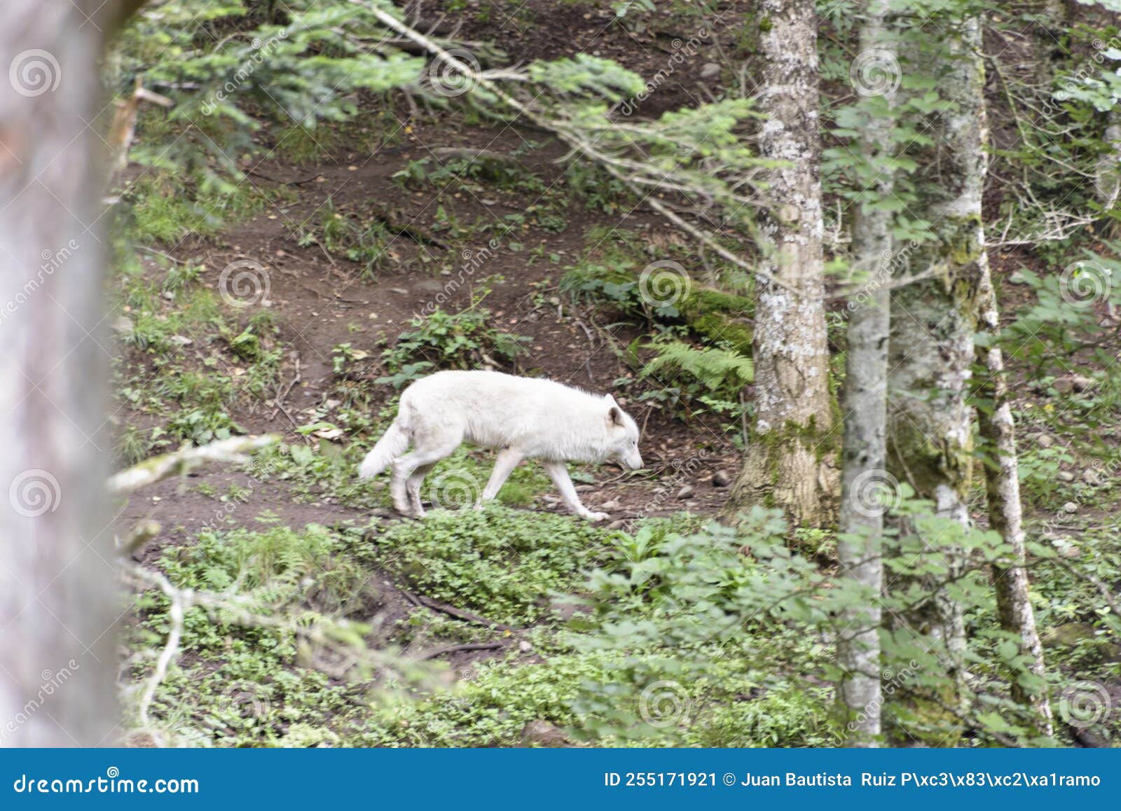 White Wolf Walking in the Forest. Stock Image - Image of creature ...