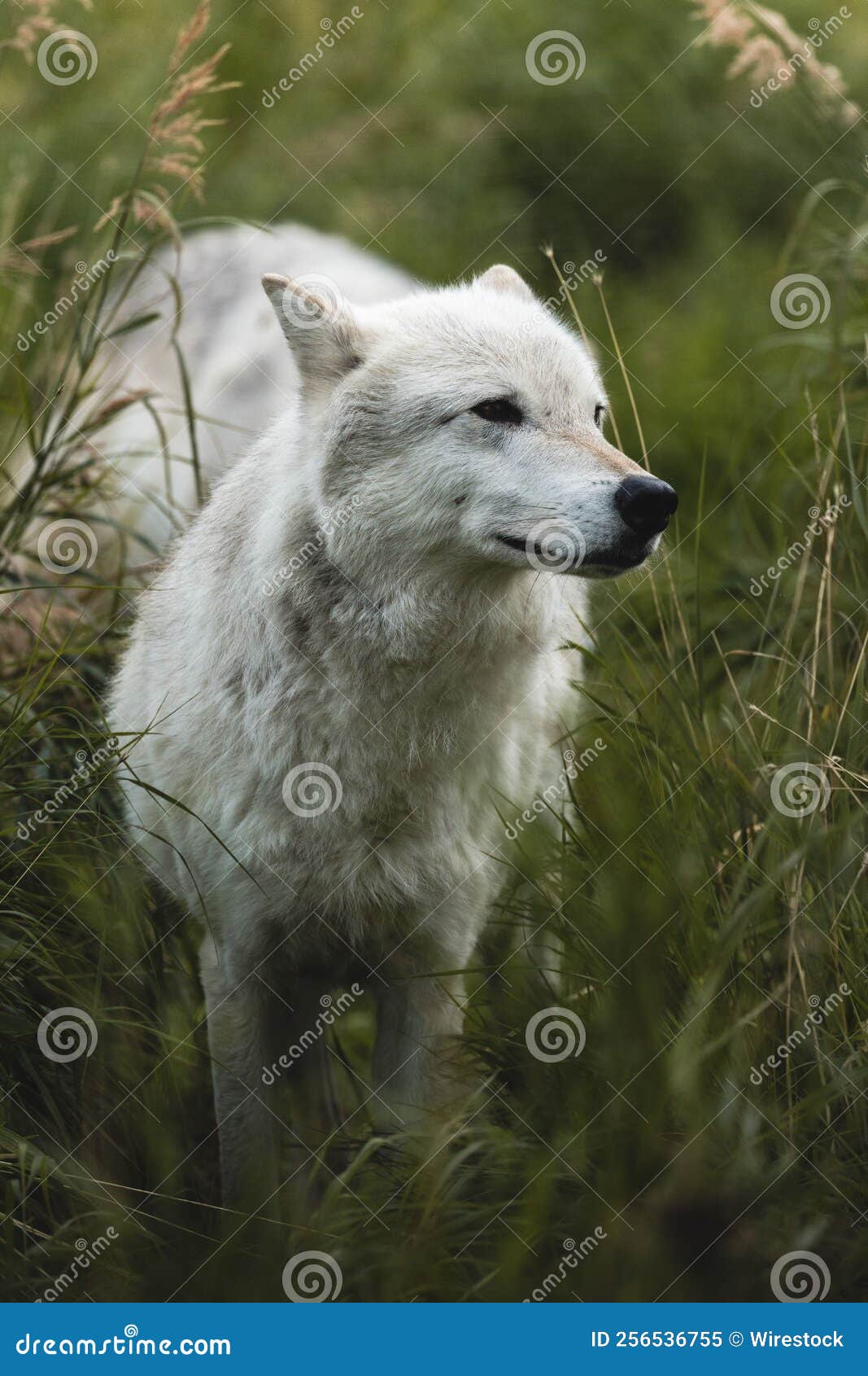 White Wolf Walking through Grassland and Looking Side Stock Image ...