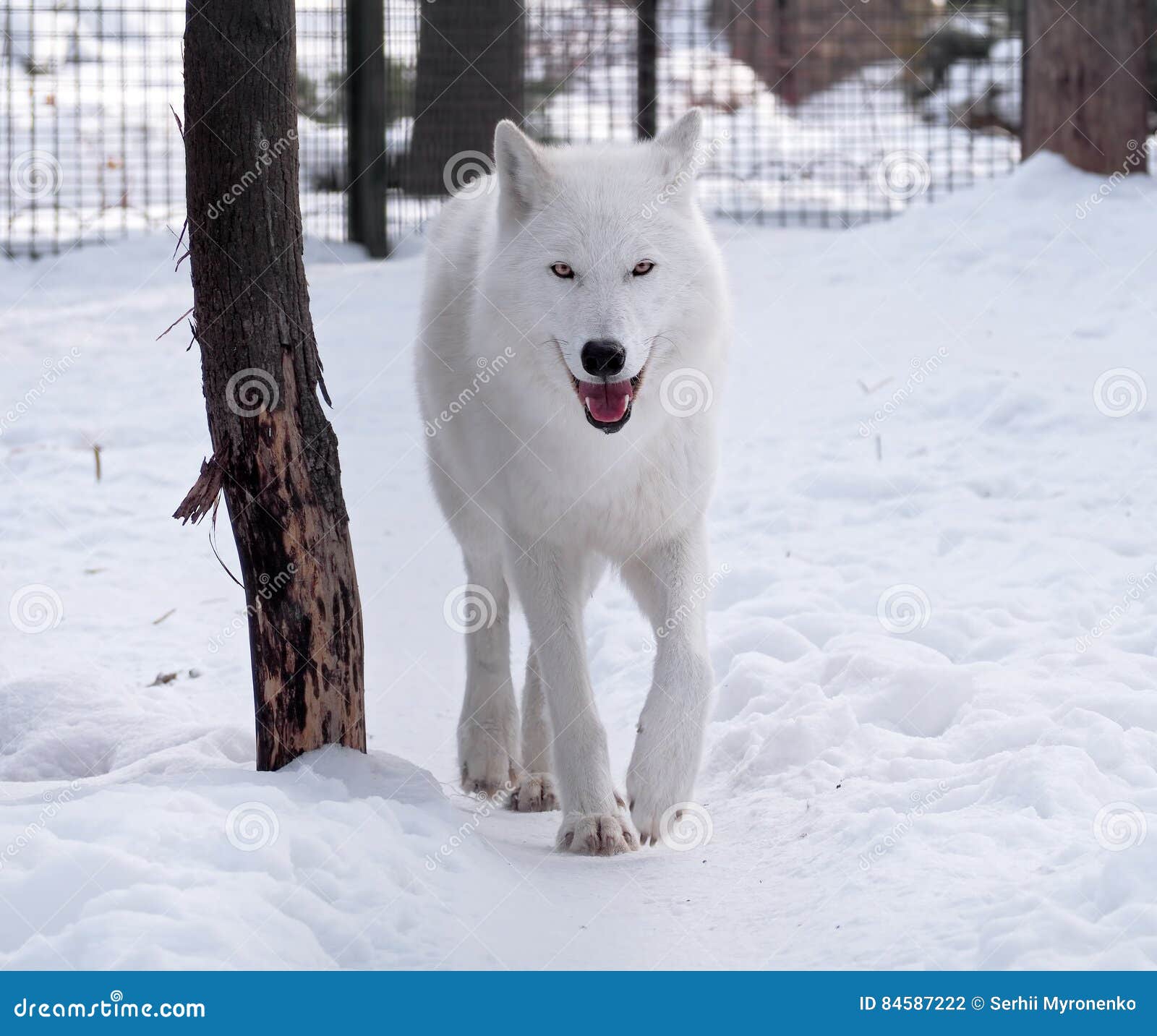 Snow White Wolf Pup