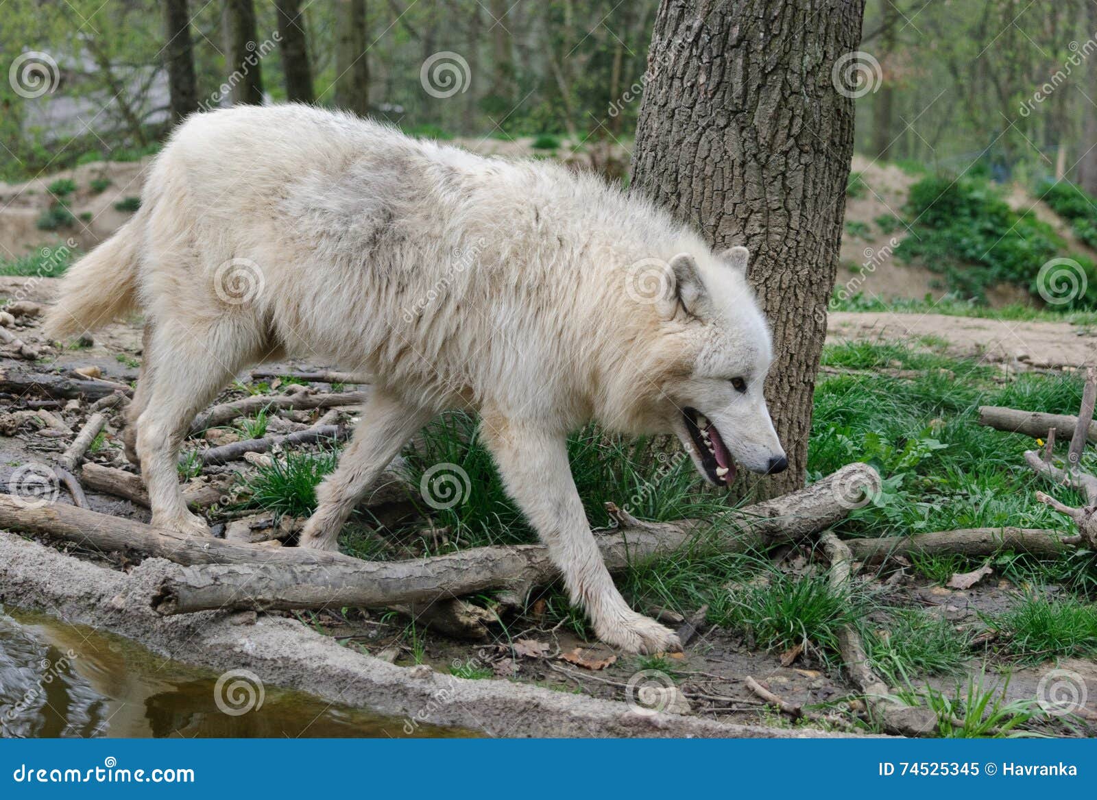 White Wolf Walks in a Forest Stock Image - Image of portrait ...