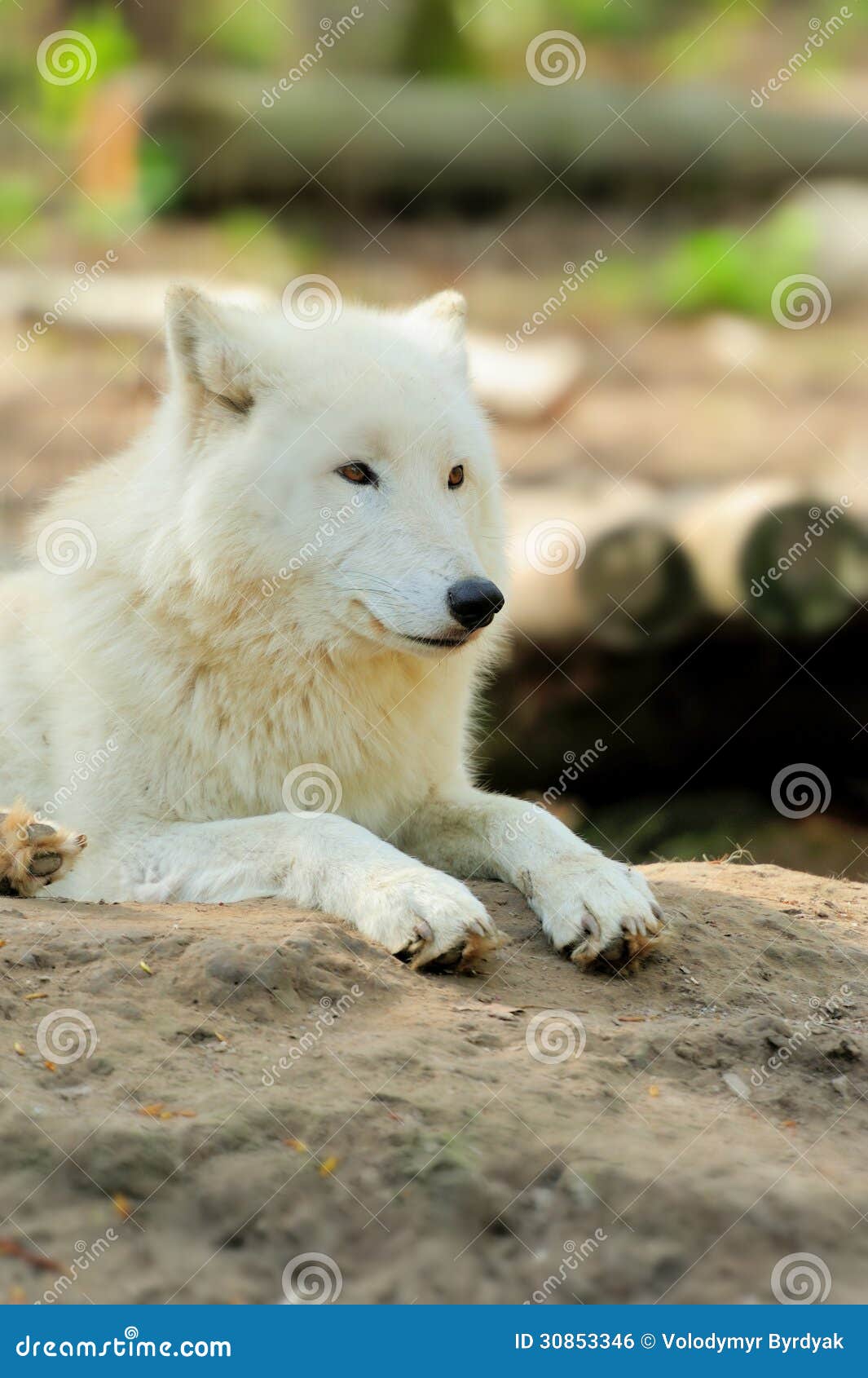 White wolf stock photo. Image of jersey, furry, canine - 30853346