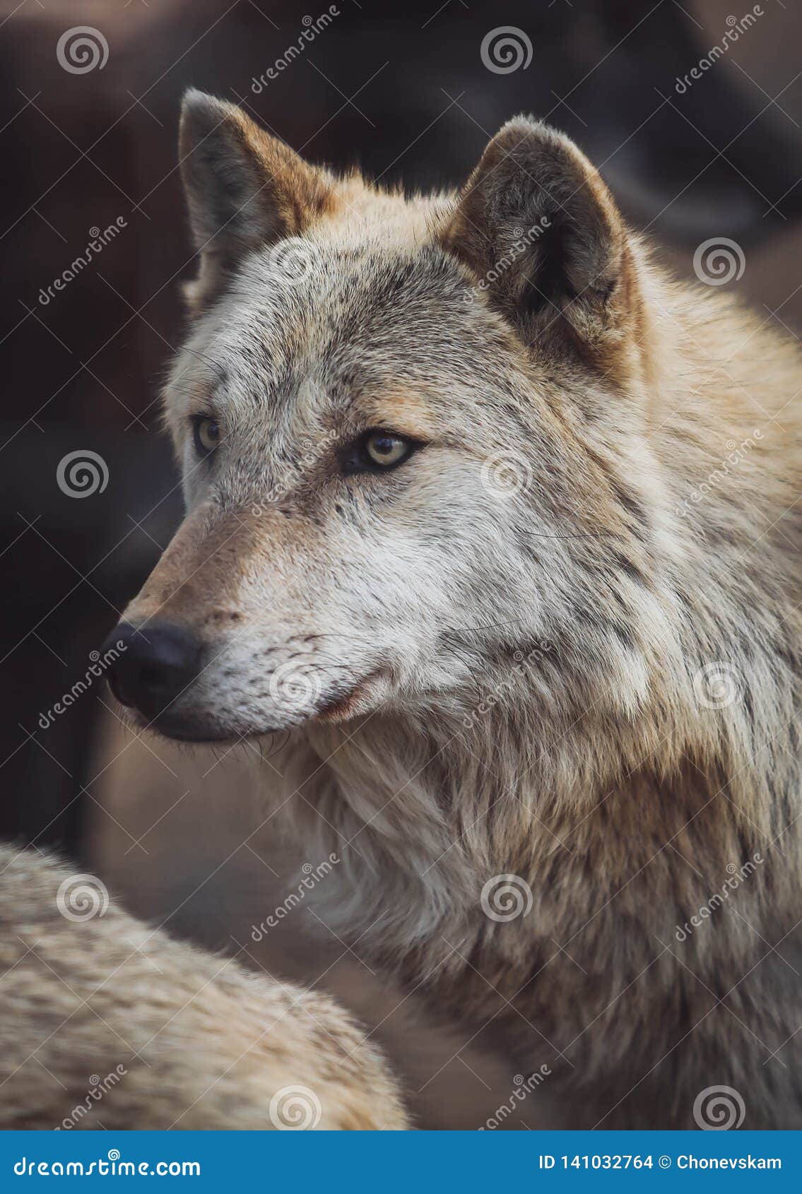White Wolf in zoo stock photo. Image of wolf, watching - 141032764