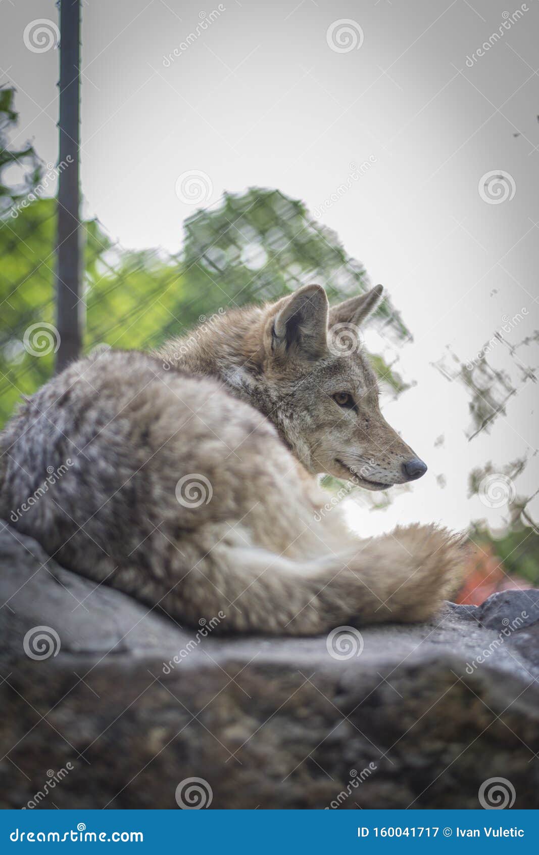 White wolf in zoo stock image. Image of three, posing - 160041717