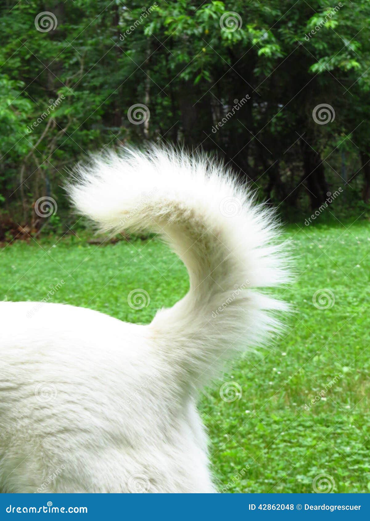What Dogs Have Fluffy Tails