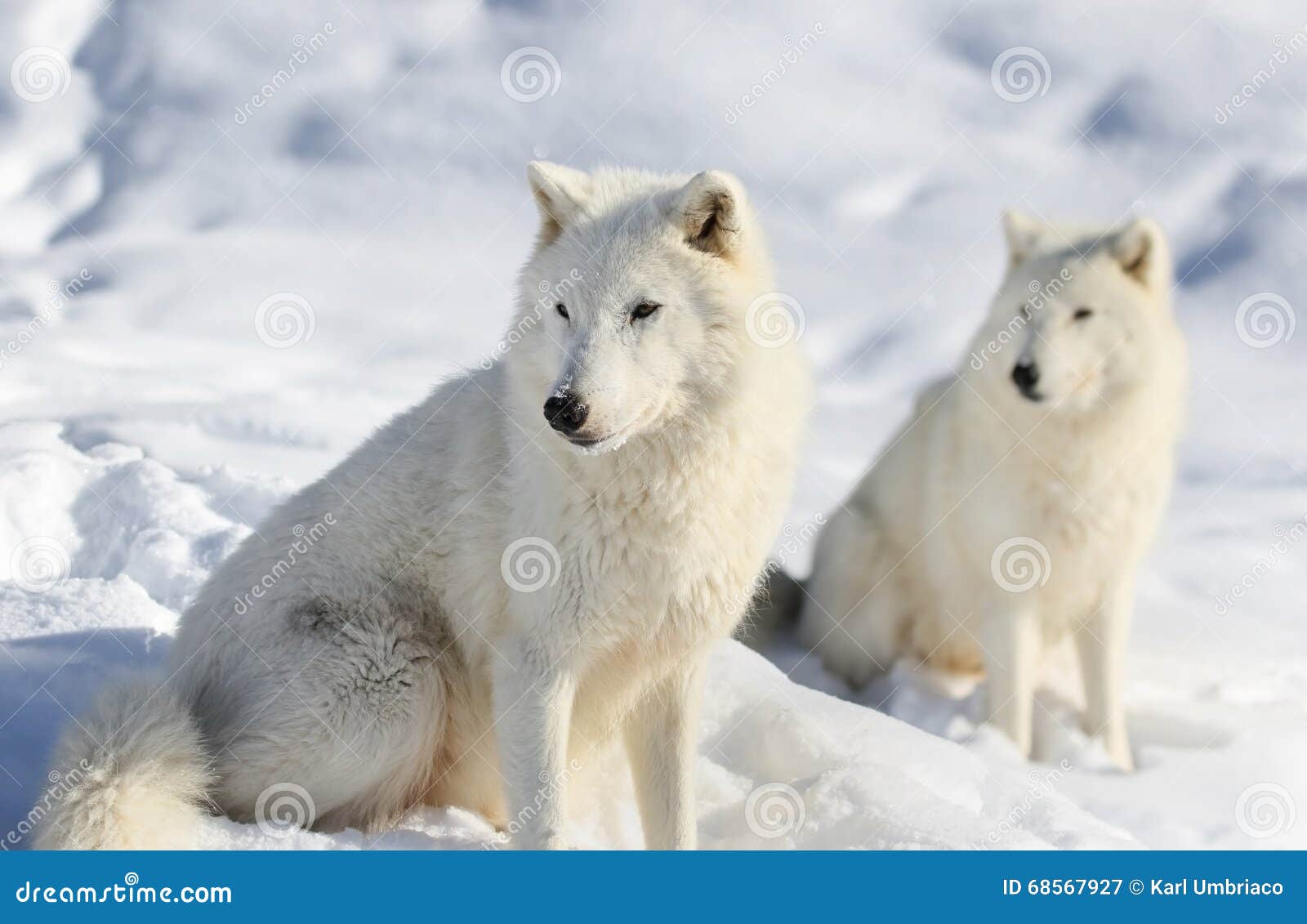 White wolve in snow stock image. Image of snow, white - 68567927