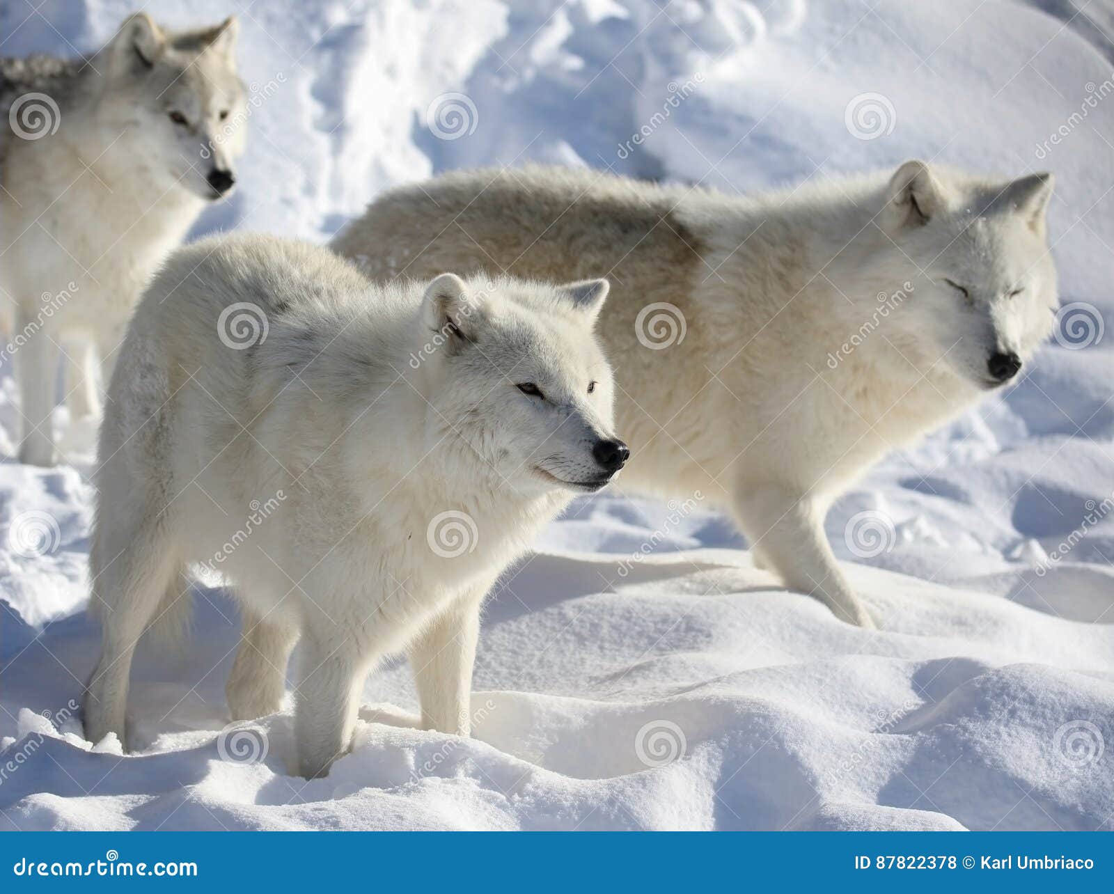 White wolves stock photo. Image of wolves, nature, outdoor - 87822378