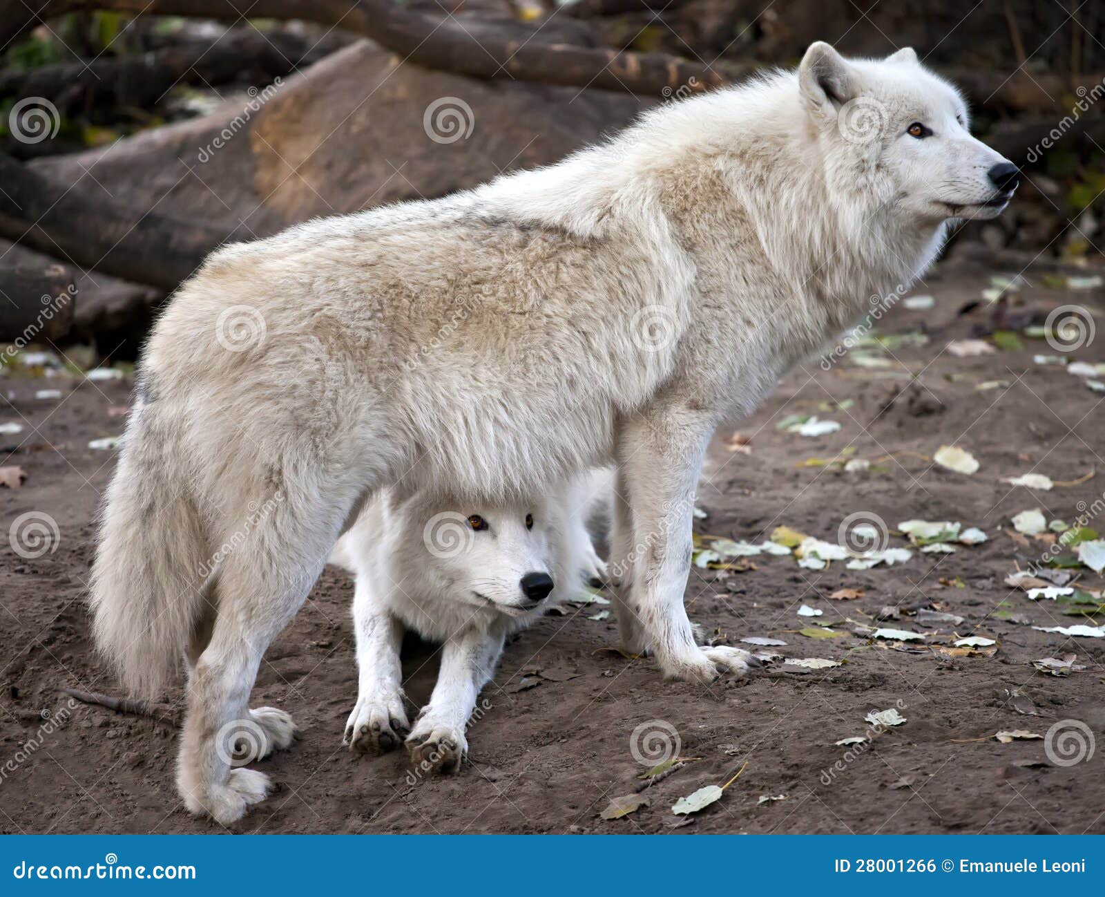 White wolves couple stock photo. Image of nice, north - 28001266