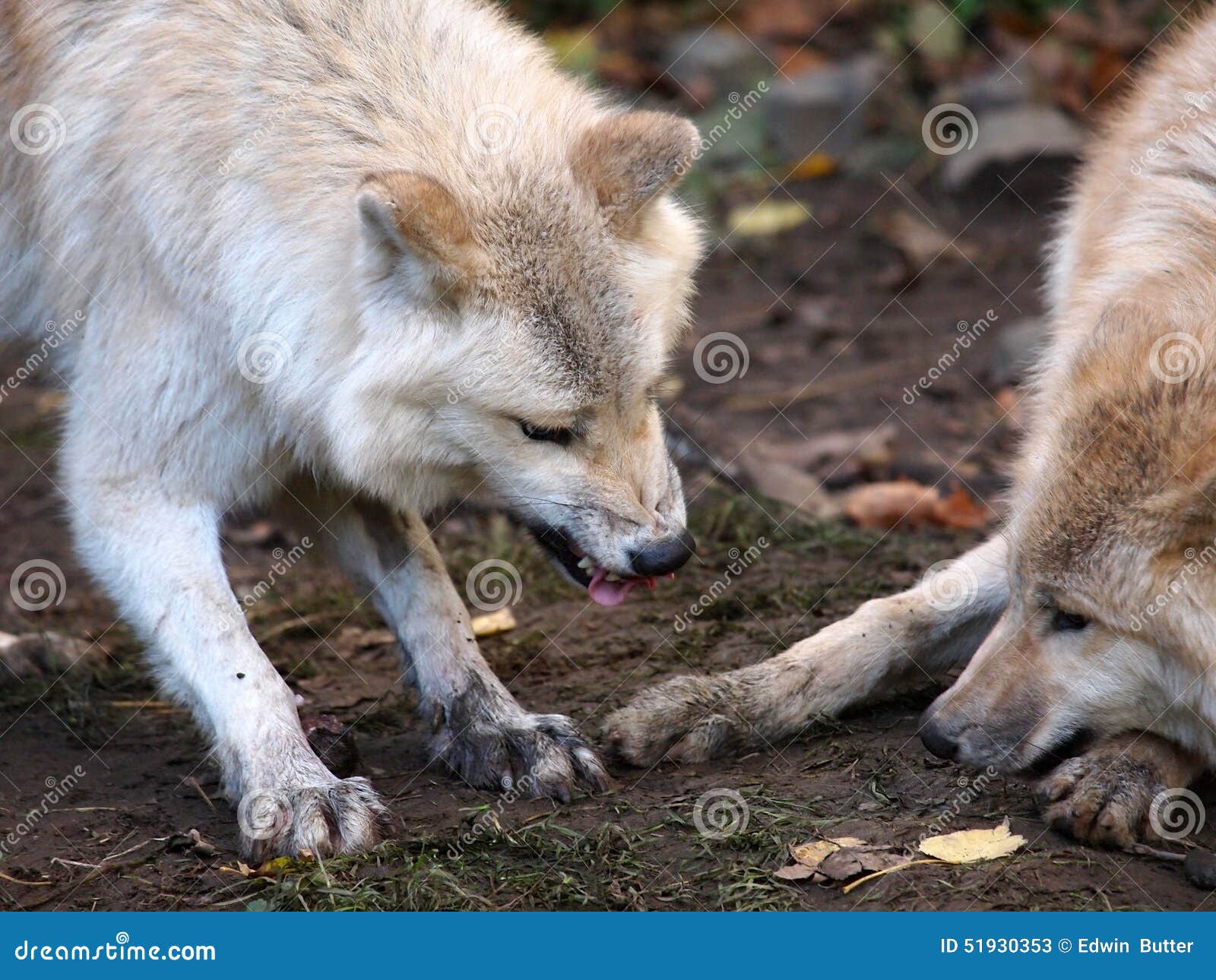 White wolves stock image. Image of isolated, animal, gray - 51930353
