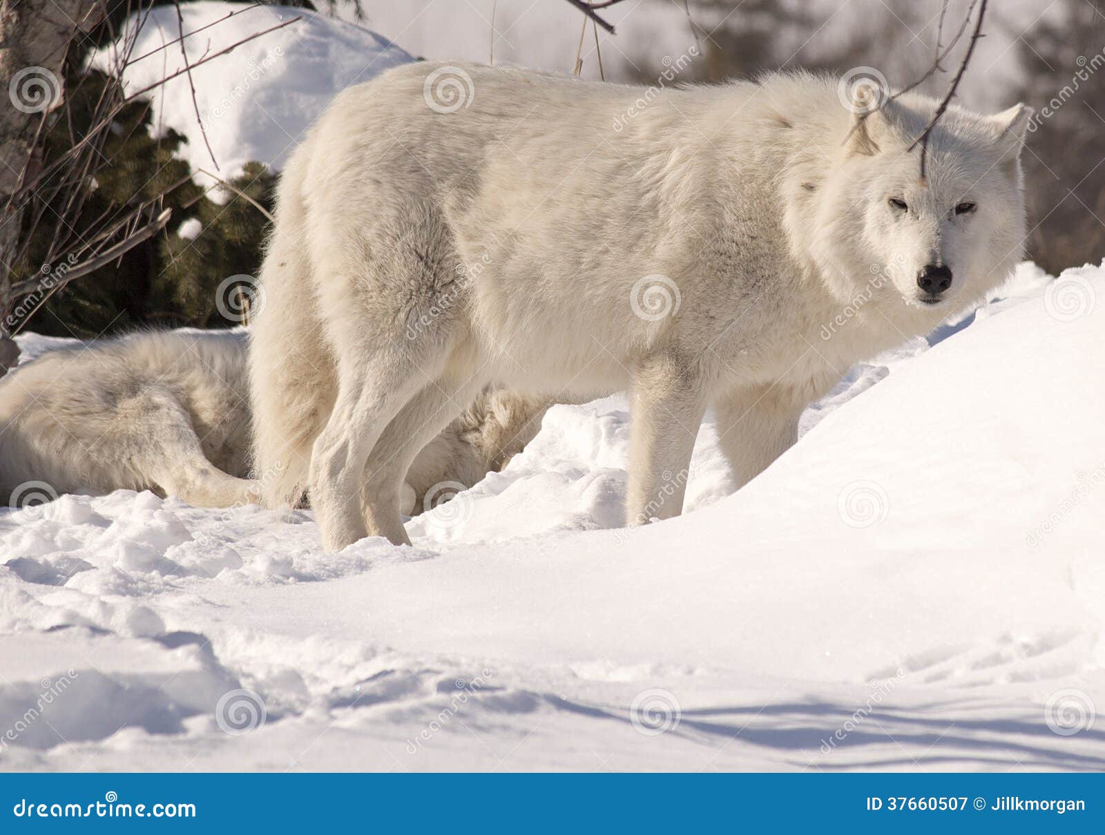 White Wolves in Snow stock image. Image of guarding, arctos - 37660507