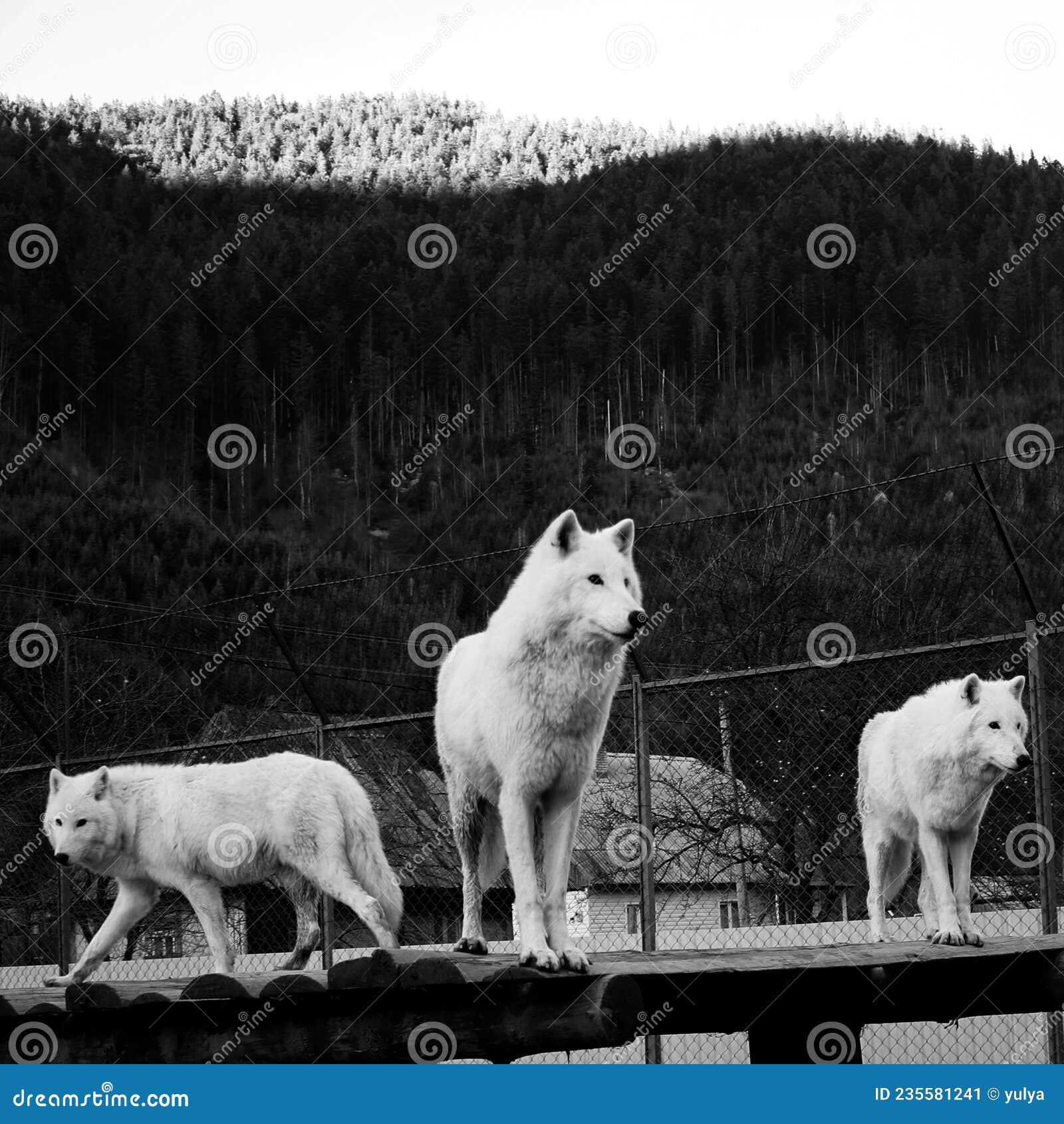 White wolves stock image. Image of puppy, grazing, animal - 235581241