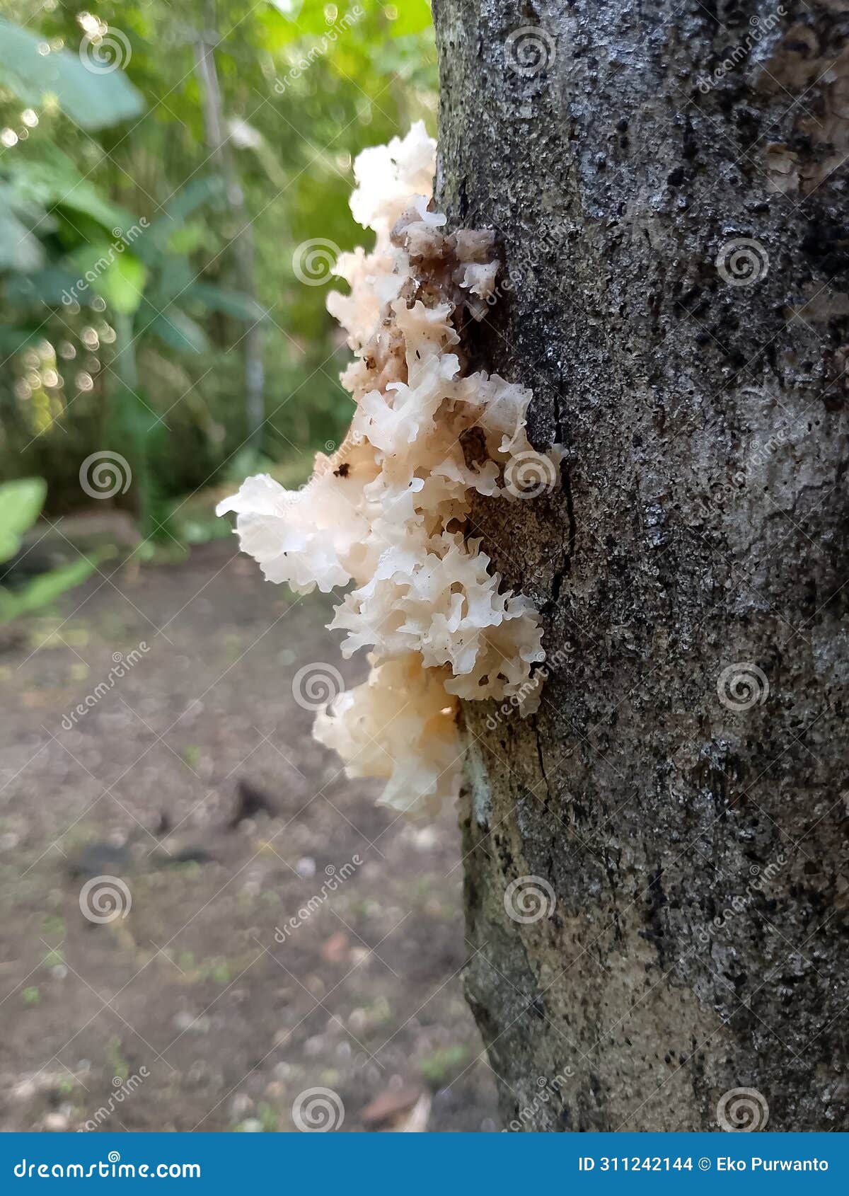 White Wood Fungus that Grows on Rotting Logs Stock Photo - Image of ...