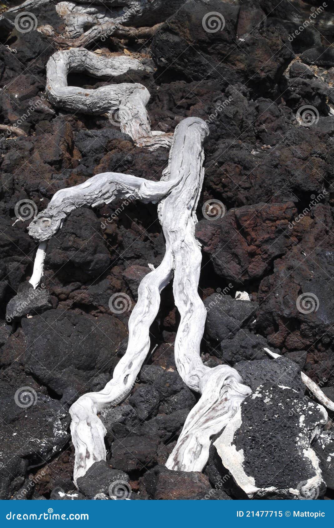 White wood on lava stock image. Image of wreck, wood - 21477715
