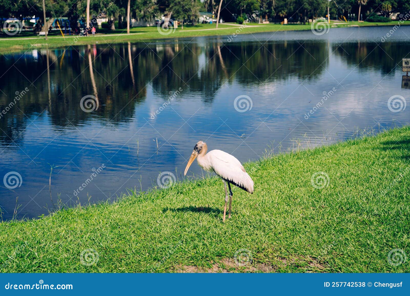 White Wood Stock Bird with Long Beak Stock Photo - Image of blue, bird ...
