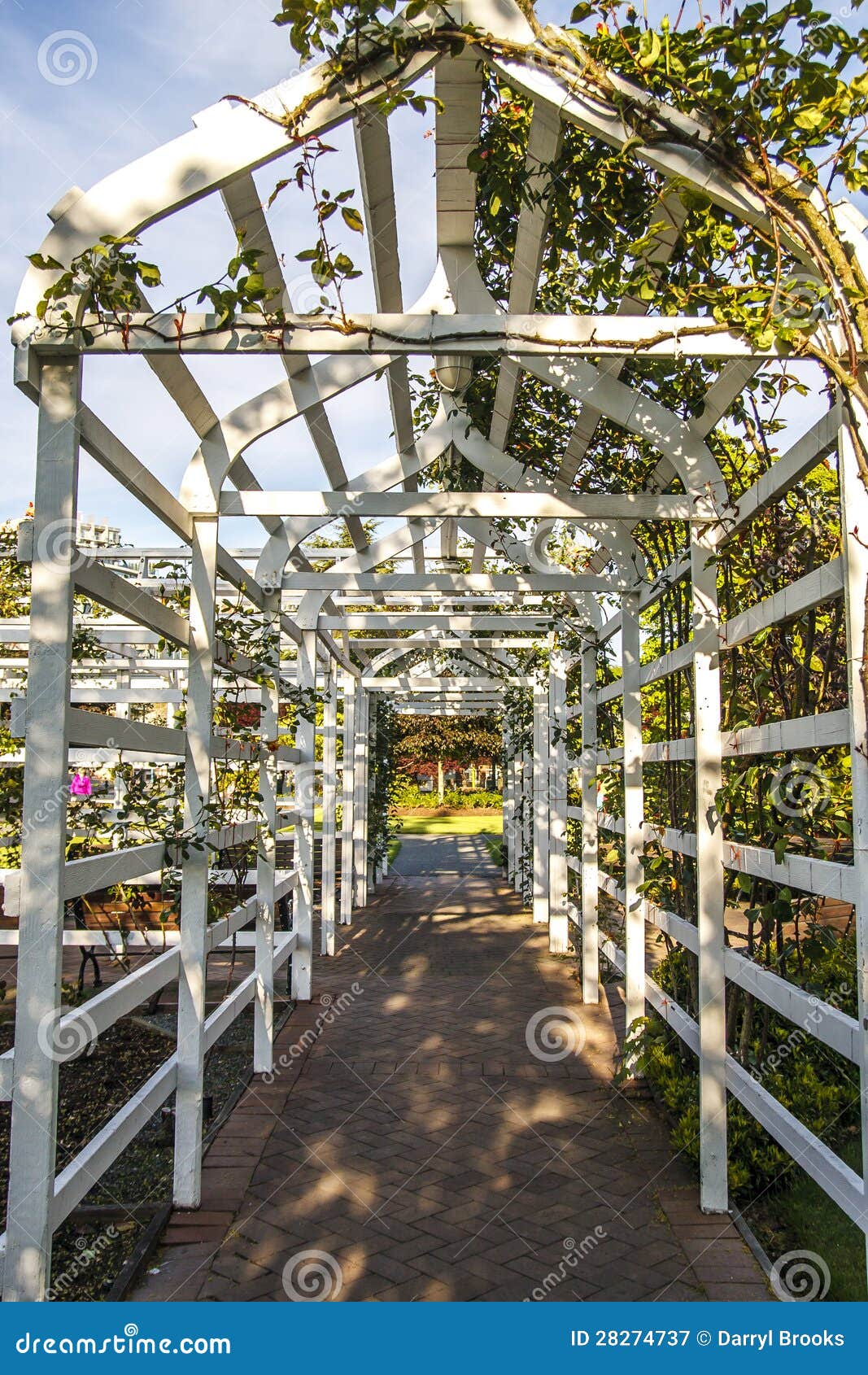 White Wood Trellis in Rose Garden Stock Image - Image of landscape ...
