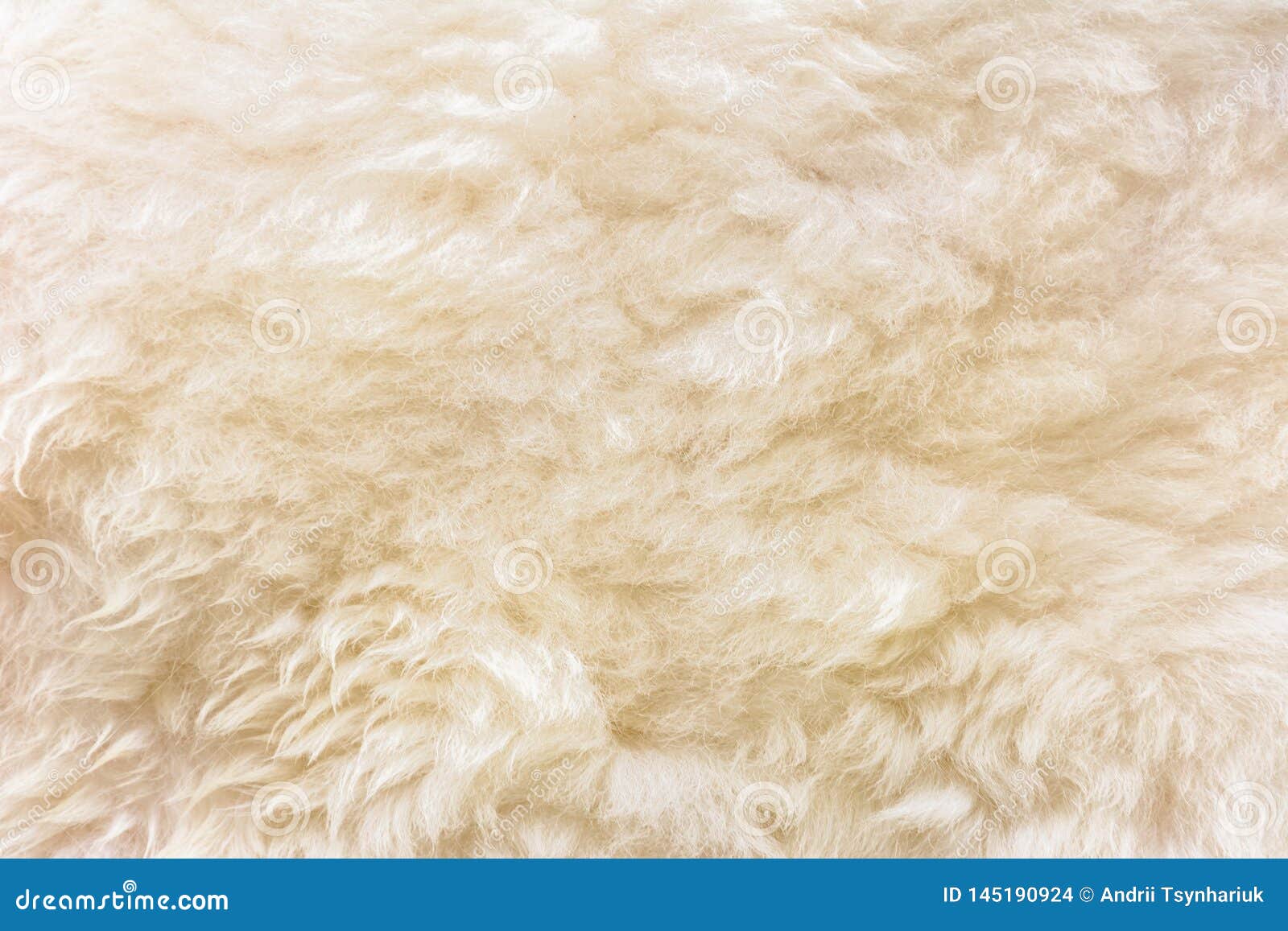 Sheep Wool Texture