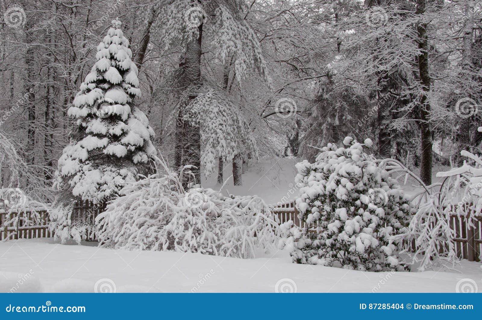 White World after Snow Storm Stock Photo - Image of bushes, trees: 87285404