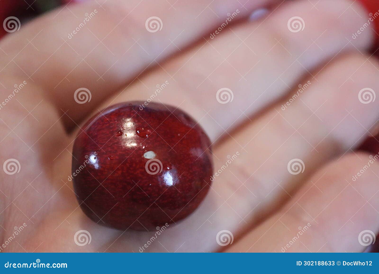 White Worm in a Cherry Tree. a Wormy Cherry Seen Up Close. a Worm in a ...