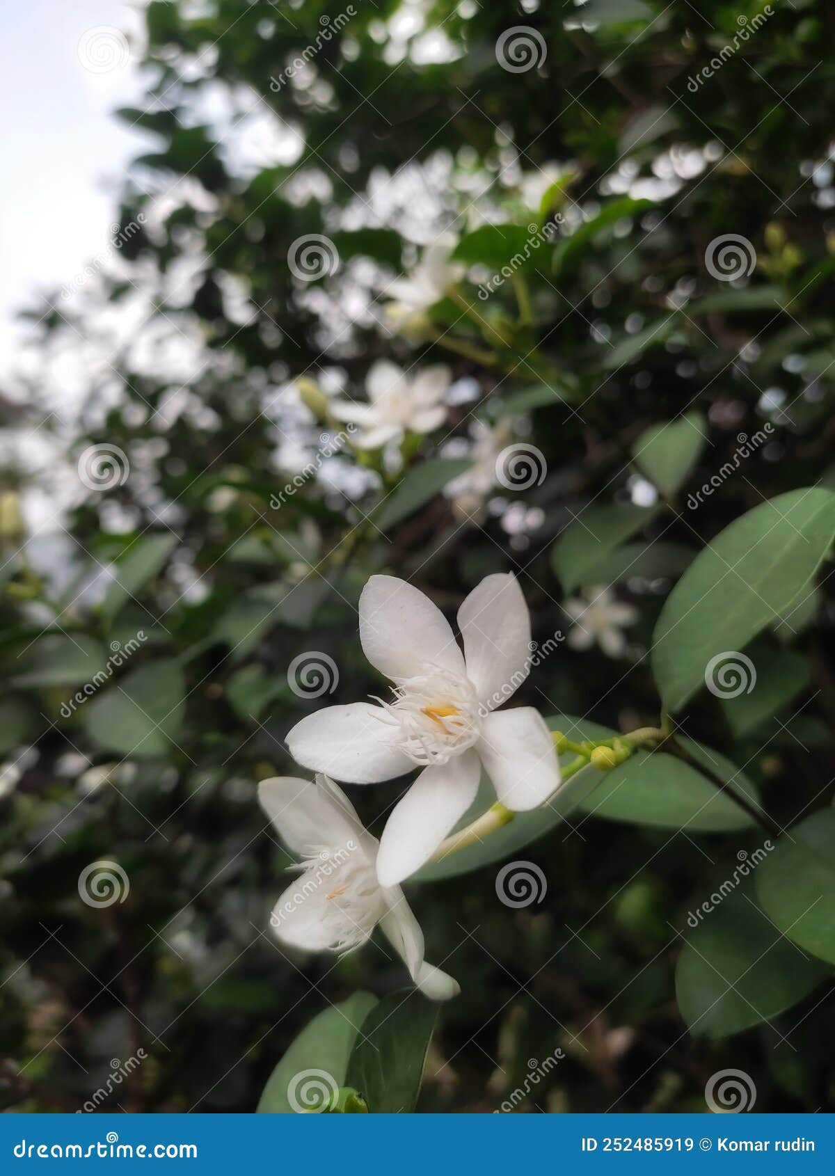 White Wrightia Antidysenterica Flower Blooming among Other Flowers ...