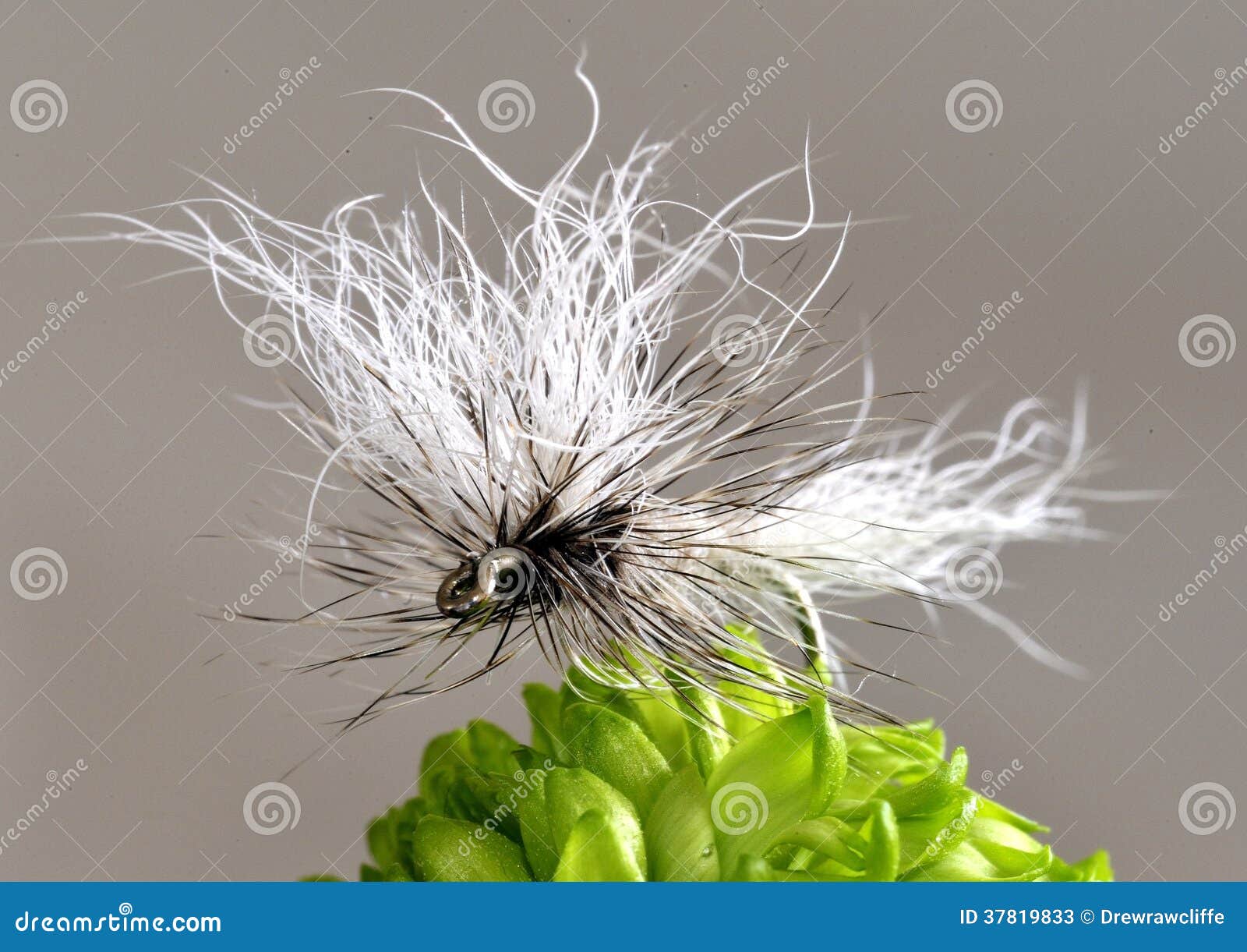 White Wulff stock image. Image of body, upwinged, tail - 37819833