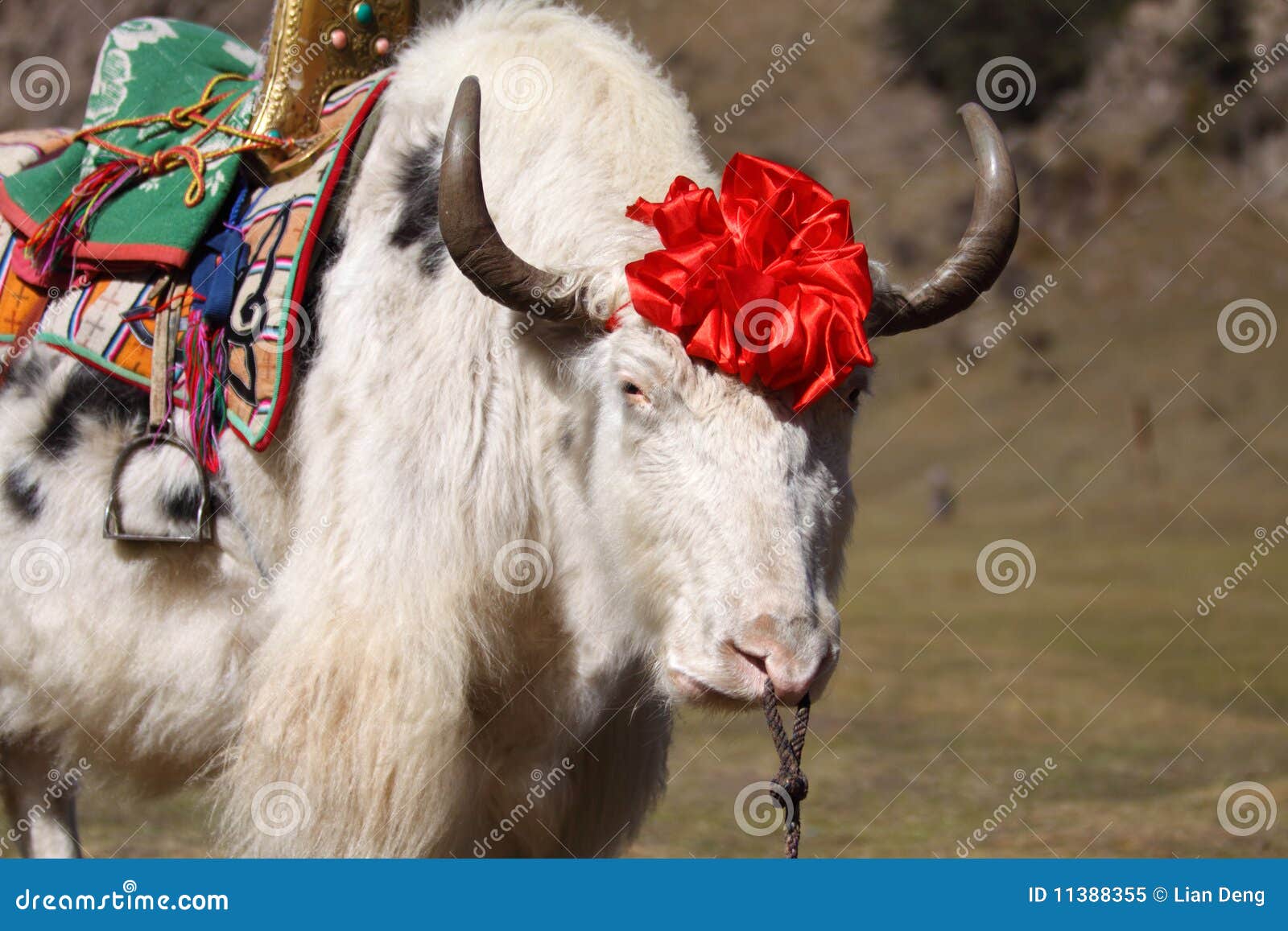 White yak stock image. Image of artiodactyl, decoration - 11388355