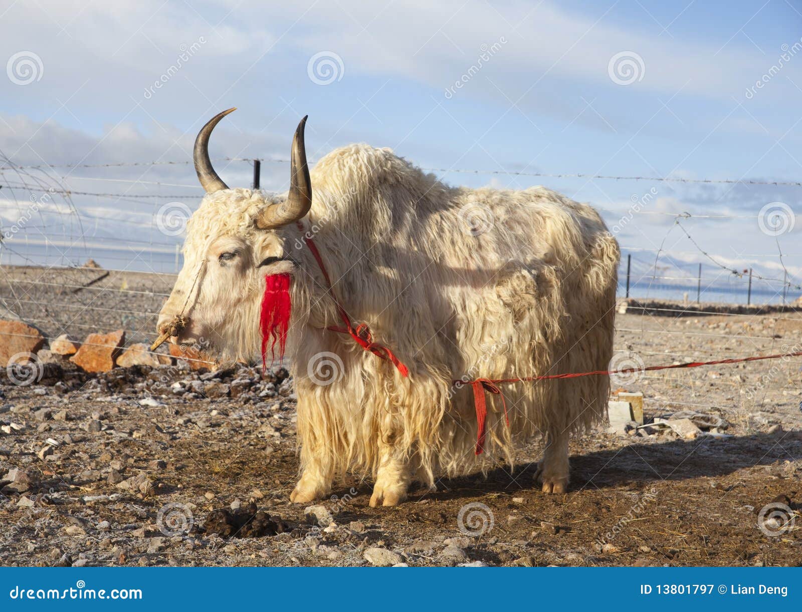 White yak stock image. Image of asian, sunrise, morning - 13801797
