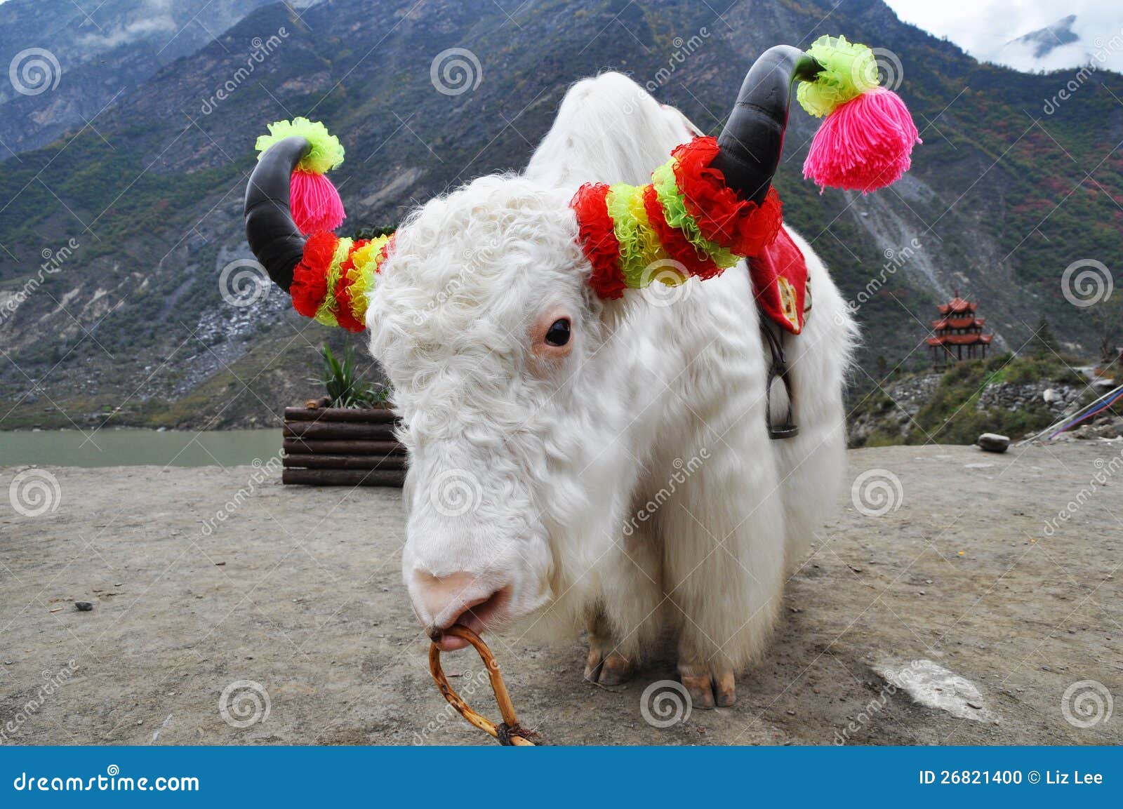Baby White Yak