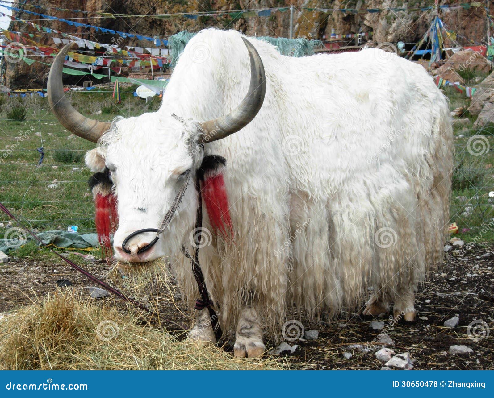White yak stock photo. Image of historic, tradition, culture - 30650478