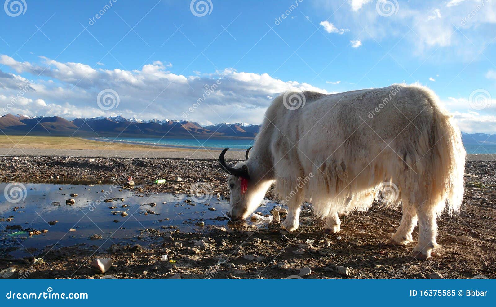 White Yak In Tibet Royalty Free Stock Photo - Image: 16375585