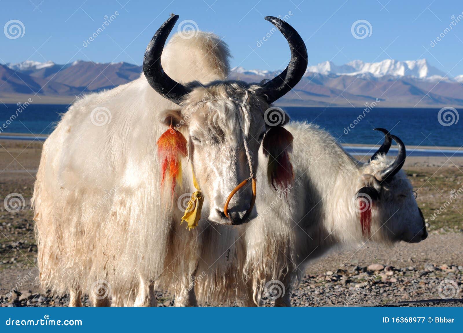 White yaks in Tibet stock image. Image of snow, tibet - 16368977