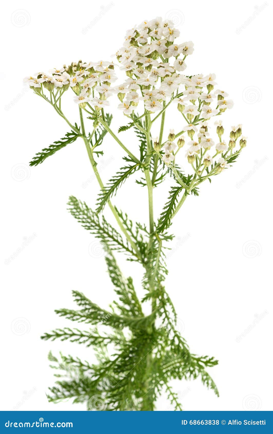 White yarrow stock photo. Image of plant, medicinal, pepper - 68663838