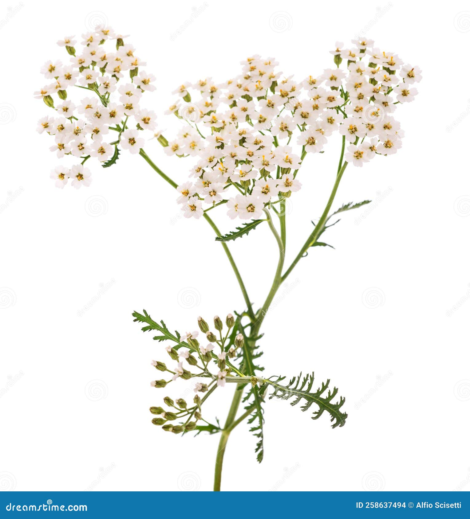 White yarrow plant stock photo. Image of millefolium - 258637494