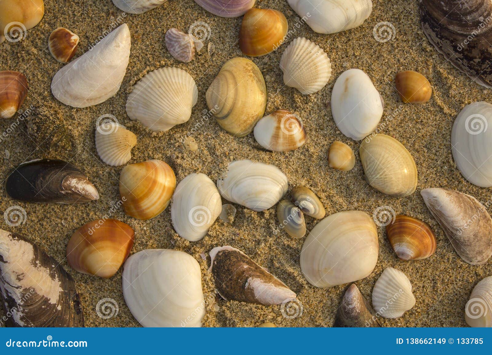 White Yellow Brown Shells of Different Shapes and Sizes on the Sand ...