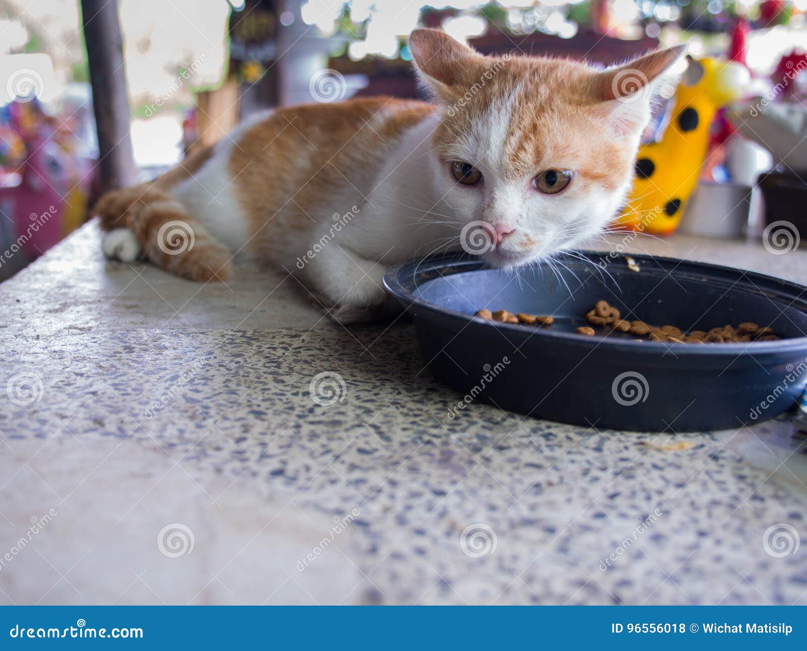 White Yellow Cat Feed Cat Food Stock Photo - Image of ground, feeding ...