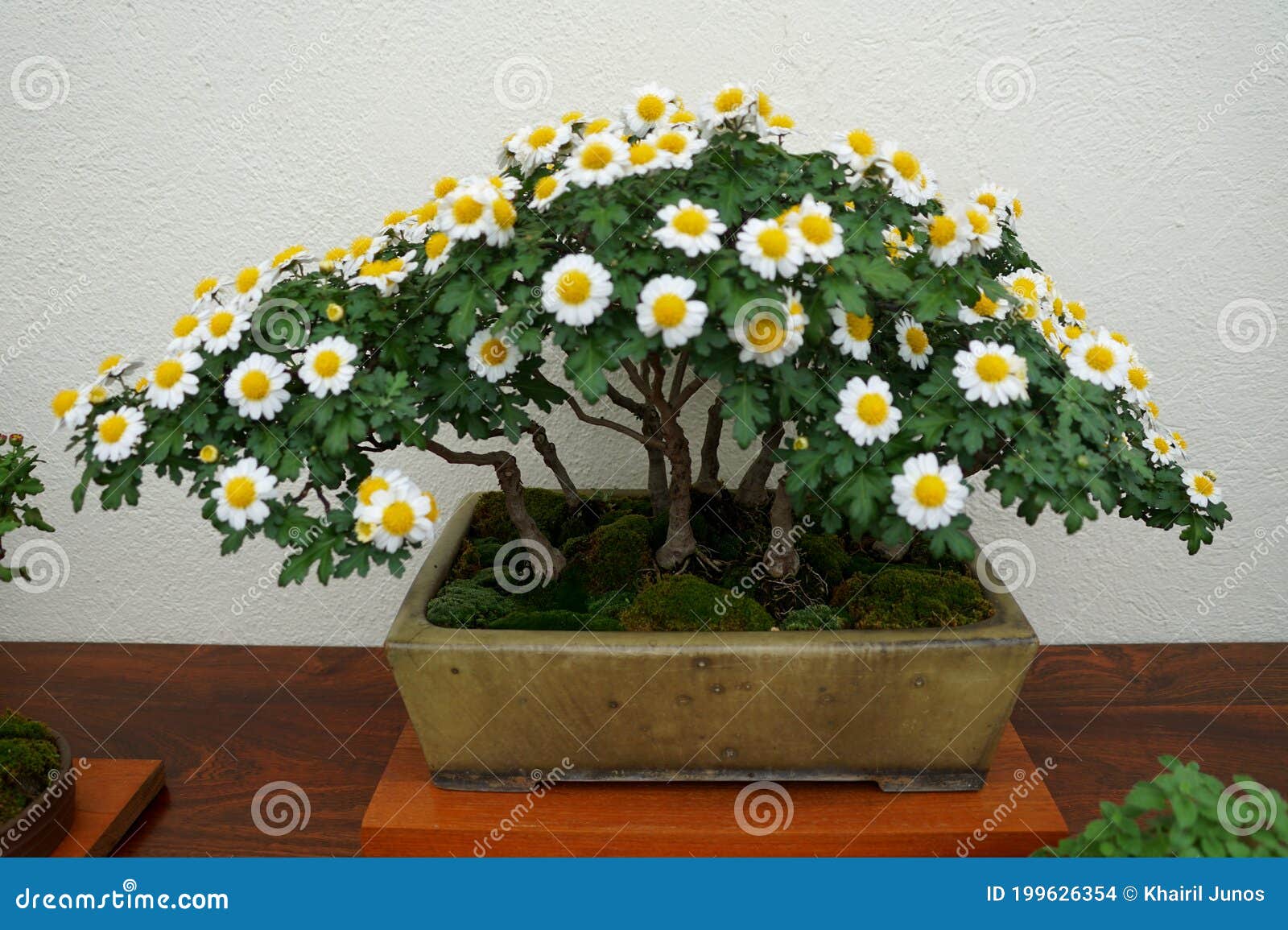 Yellow Bonsai Maple Tree Acer Palmatum Bonsai Tree Of Trident Maple In