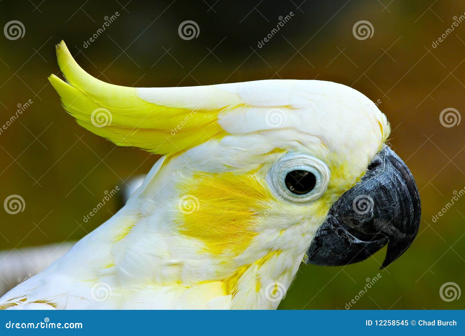 White & Yellow Cockatoo Profile Stock Image - Image of feathers, crown ...