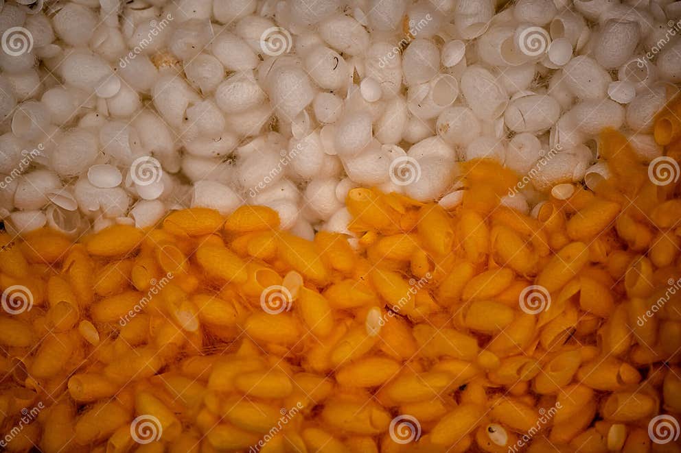White and Yellow Cocoon, Display for Show and Prepare for Boiling Stock ...