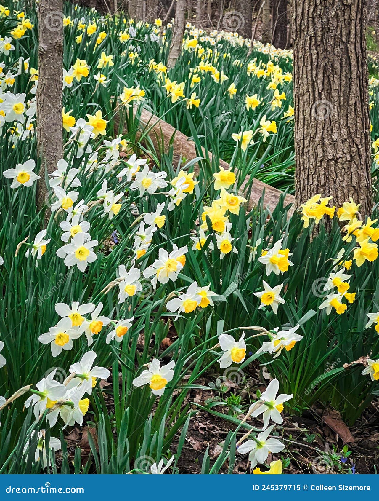 Daffodils Blooming in the Woods Stock Image - Image of fragility ...