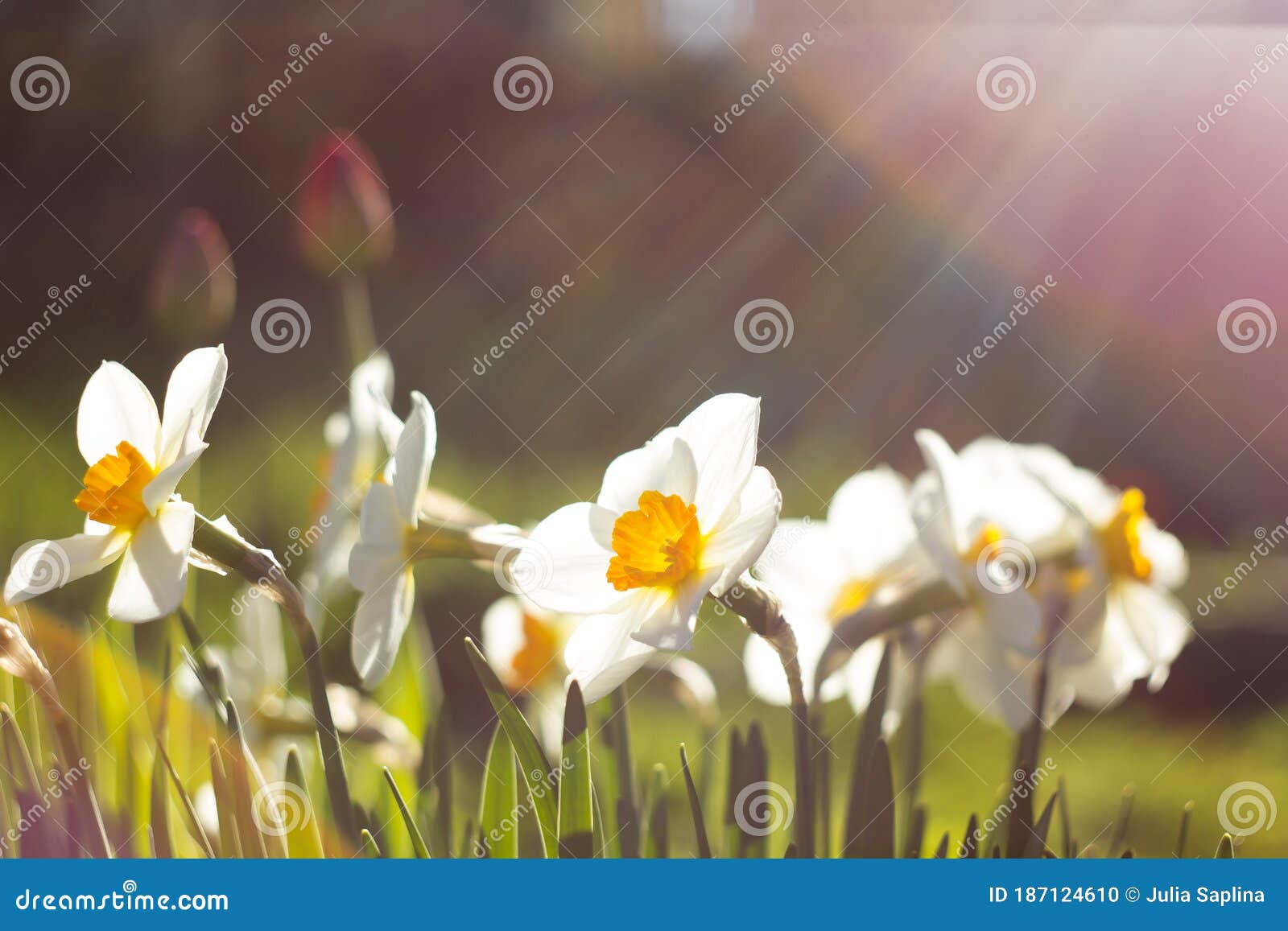 348 Daffodil Sun Rays Stock Photos - Free & Royalty-Free Stock Photos from Dreamstime