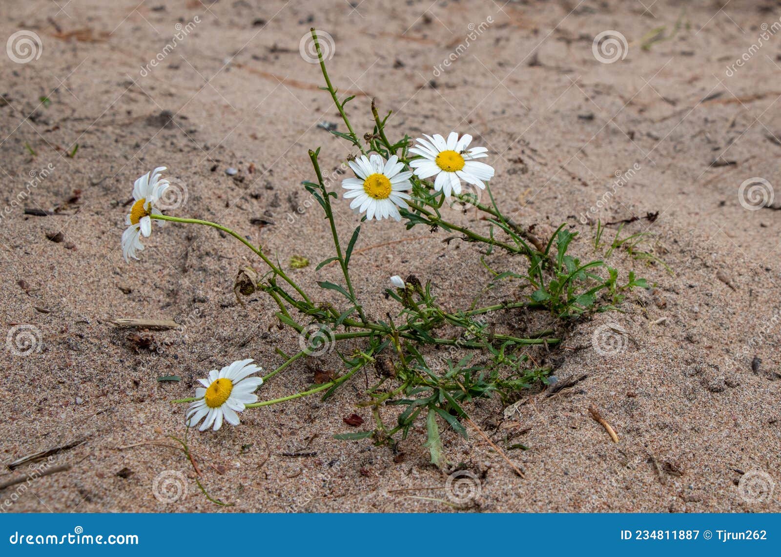 White and Yellow Daisies in the Sand Stock Image - Image of wildflowers ...