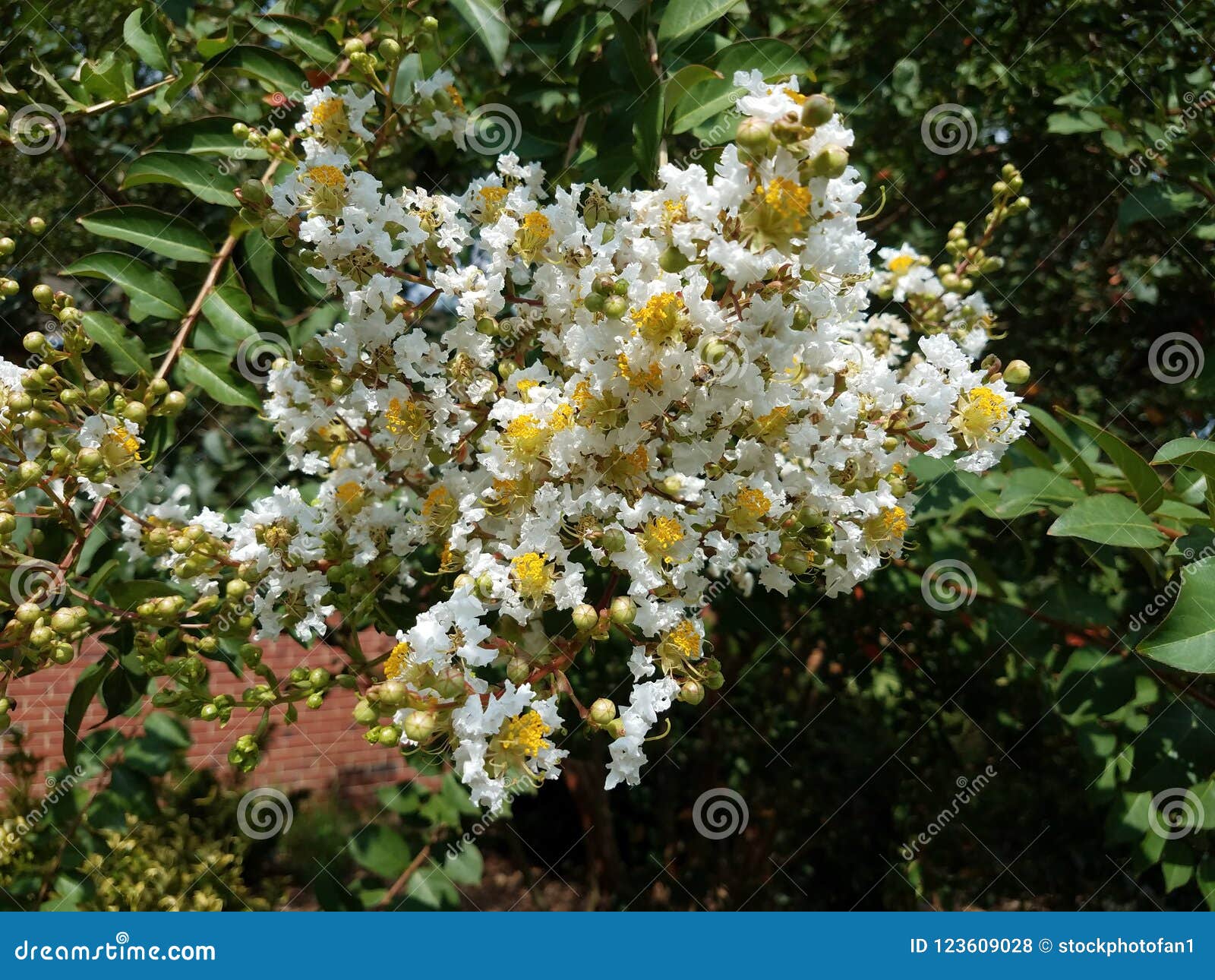 White and Yellow Flower on Crape Myrtle Tree Stock Photo - Image of ...