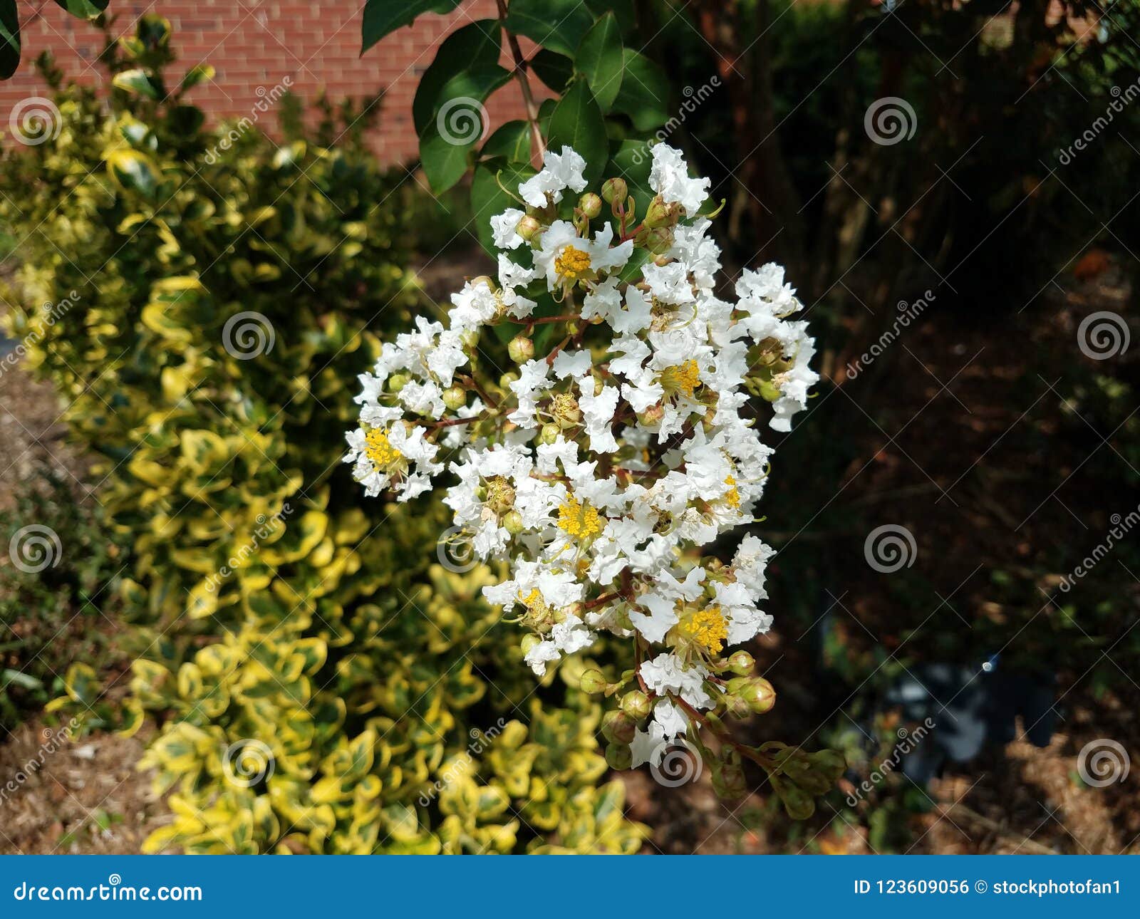 White and Yellow Flower on Crape Myrtle Tree Stock Photo - Image of ...
