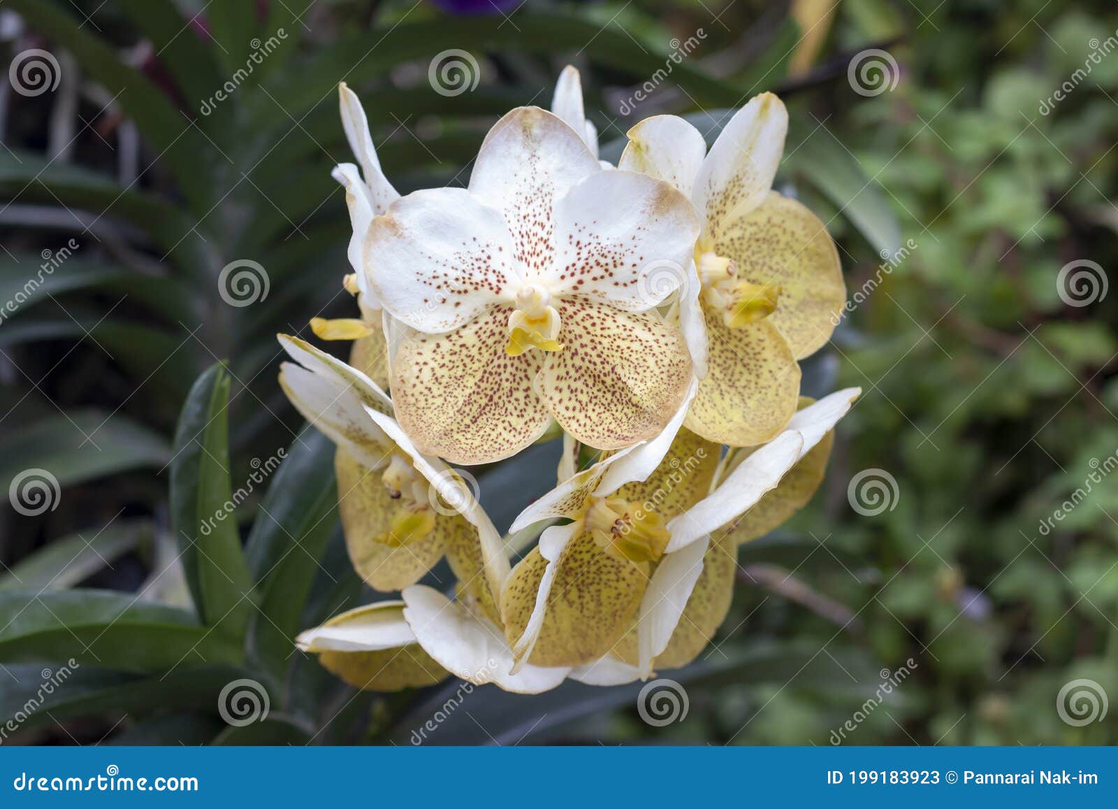 White and Yellow Orchid Vanda Flower Bloom in the Garden. Stock Image ...