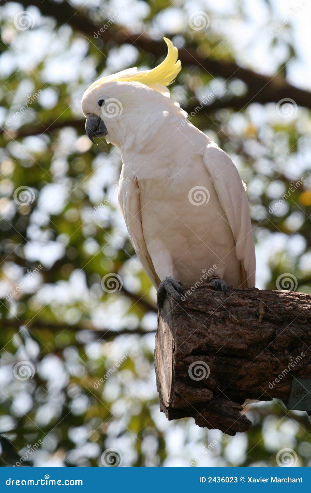 White and yellow parrot stock image. Image of straight - 2436023