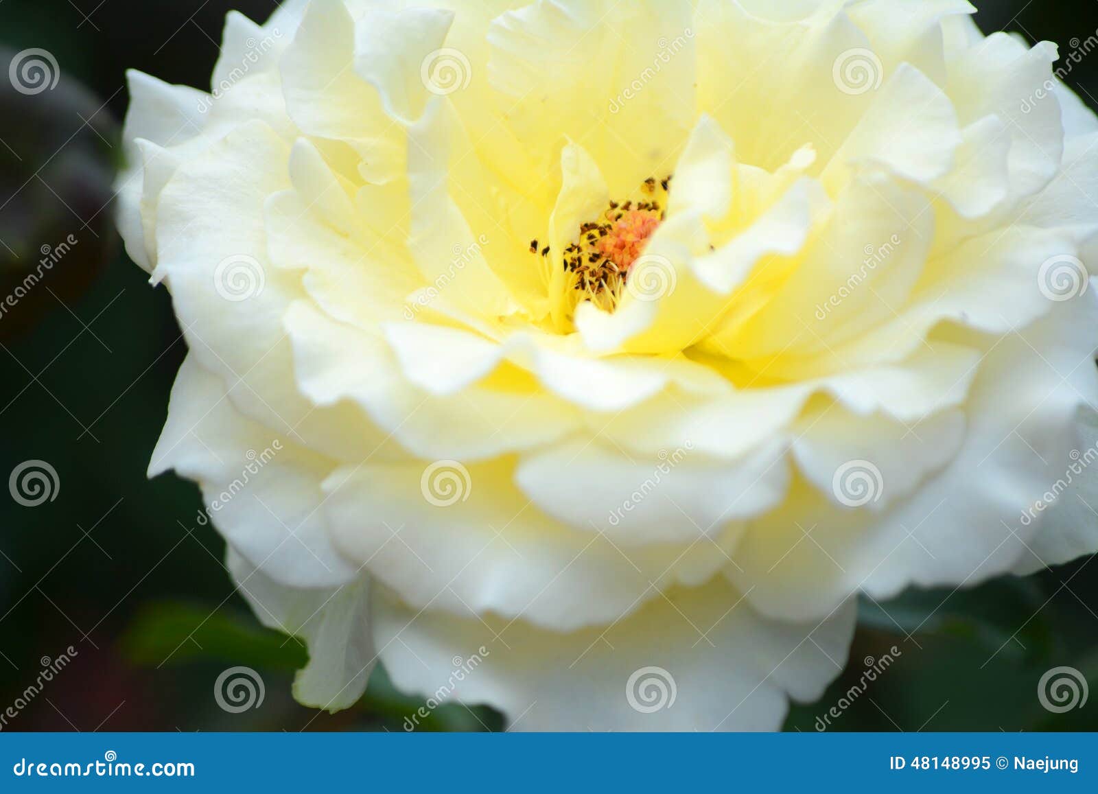 White yellow rose stock image. Image of celebration, color - 48148995