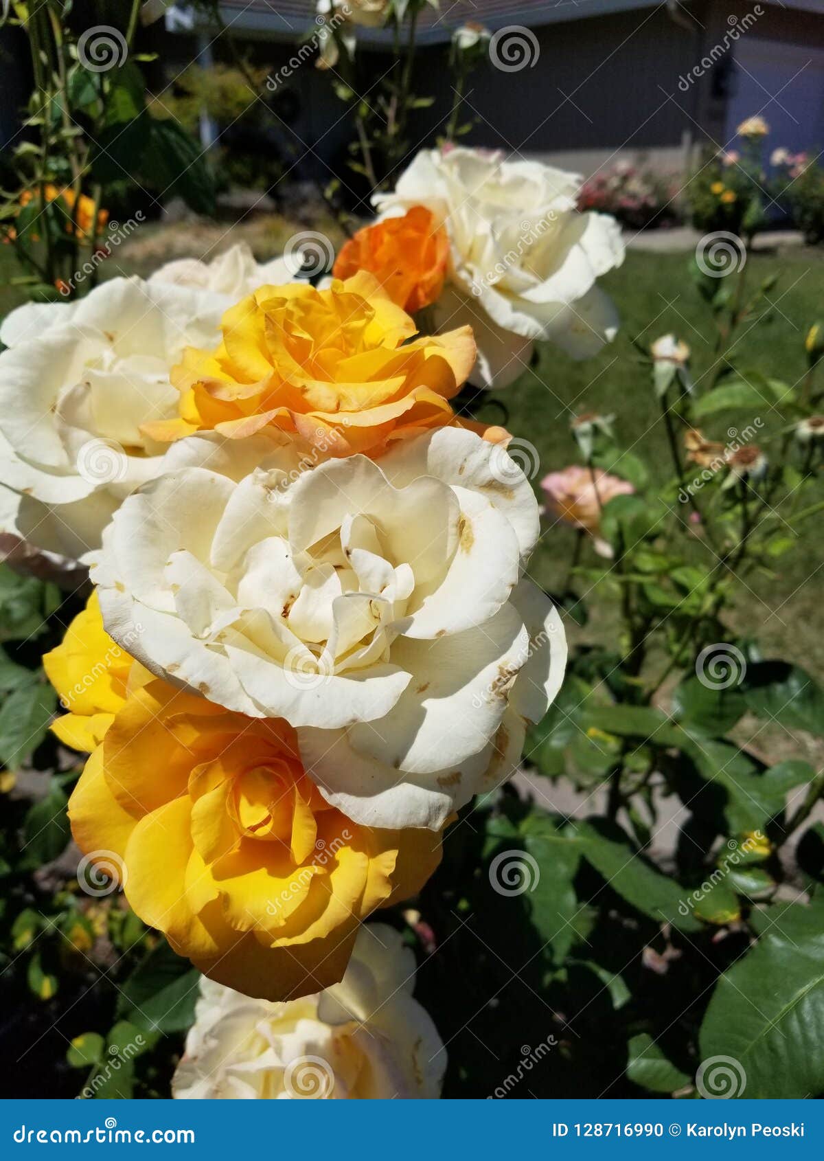 White and yellow roses stock photo. Image of yellow - 128716990